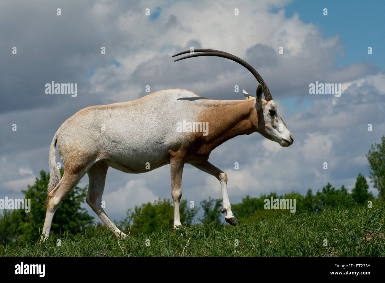 Scimitar hi-res stock photography and images - Alamy