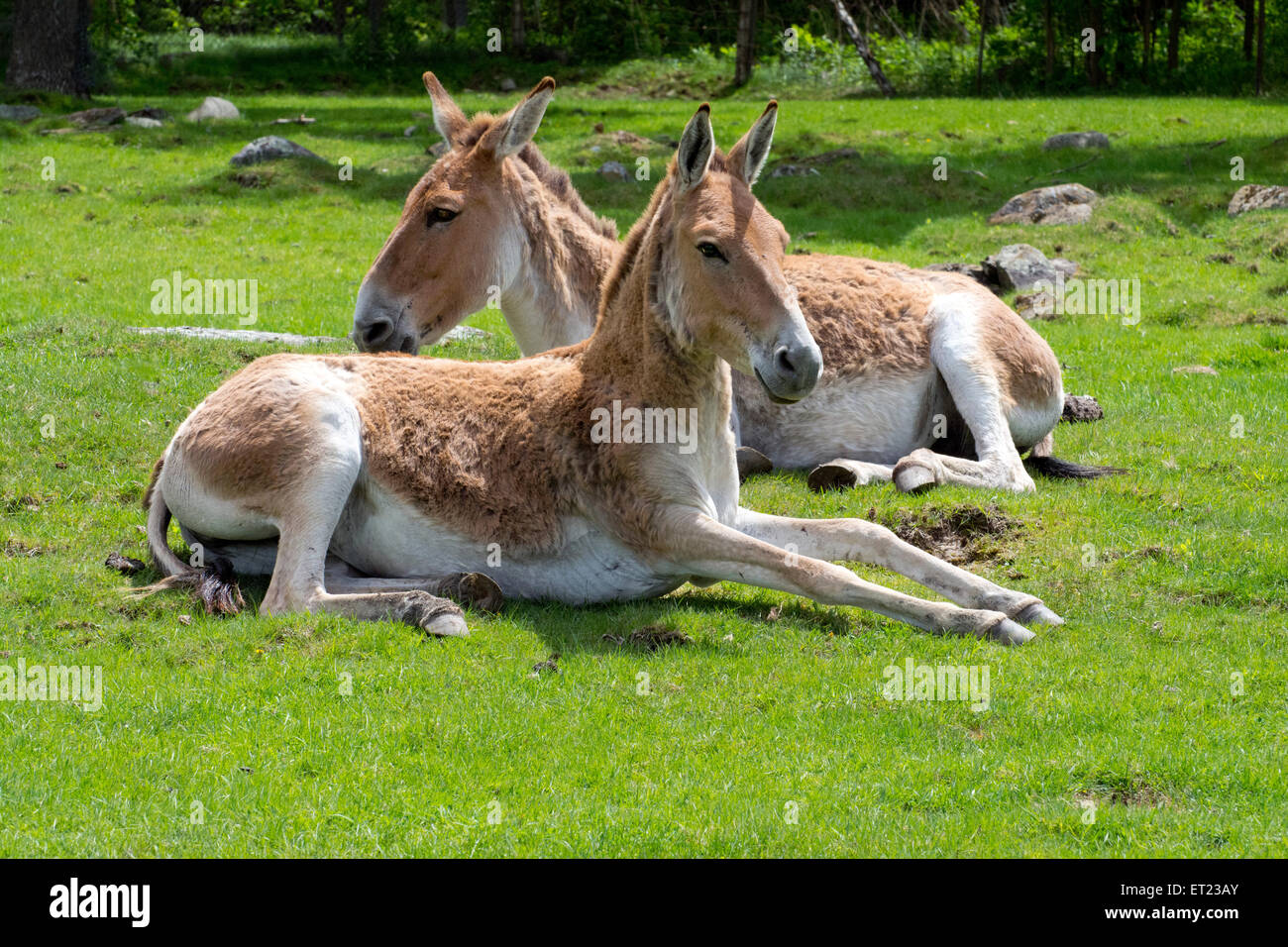 A pair of Onagers at Parc Safari Stock Photo - Alamy