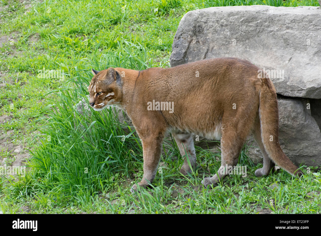 A Golden Cat Stock Photo - Alamy