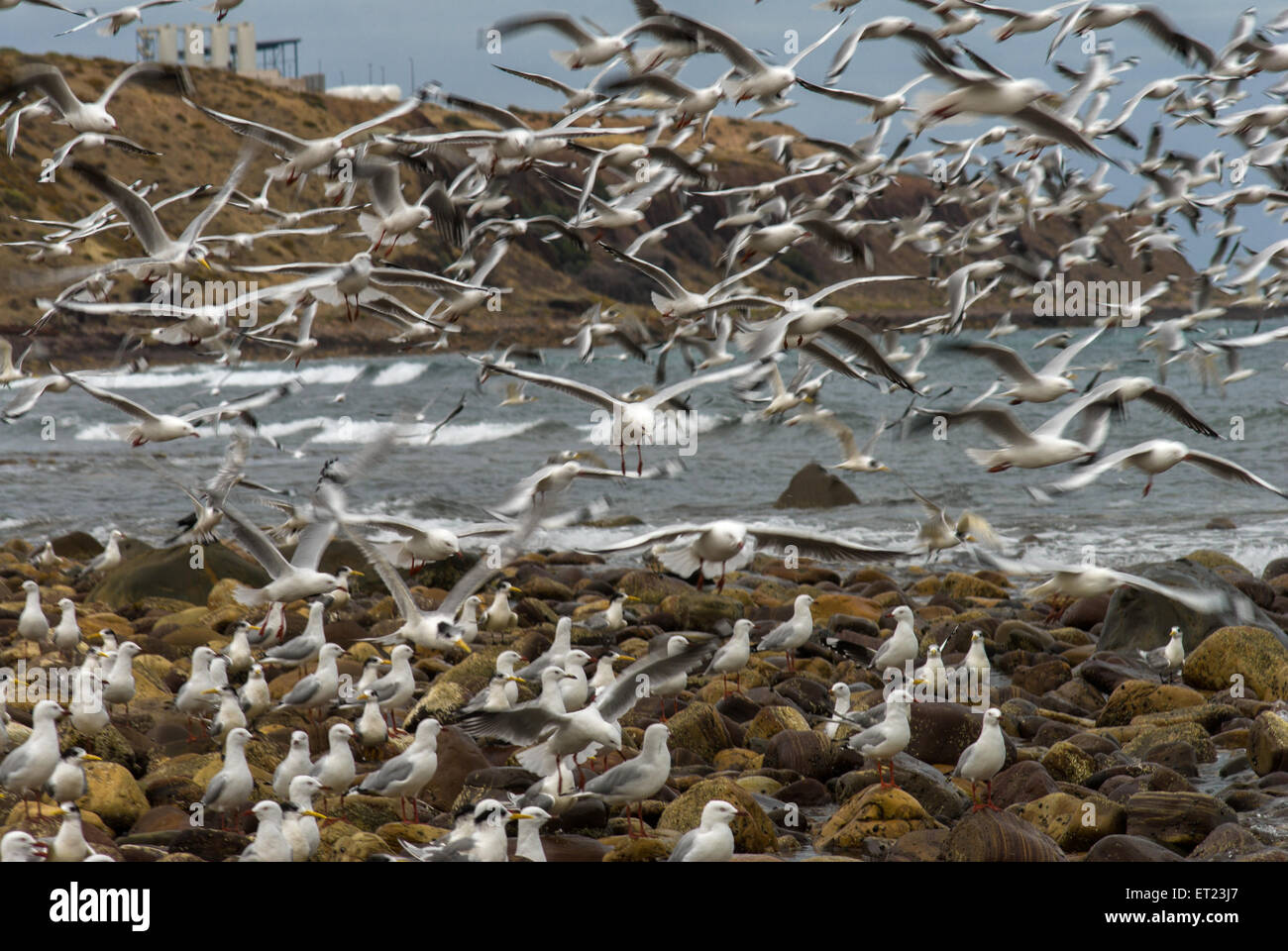Seabirds on Hallet Cove beach, Adelaide, SA, Australia Stock Photo - Alamy