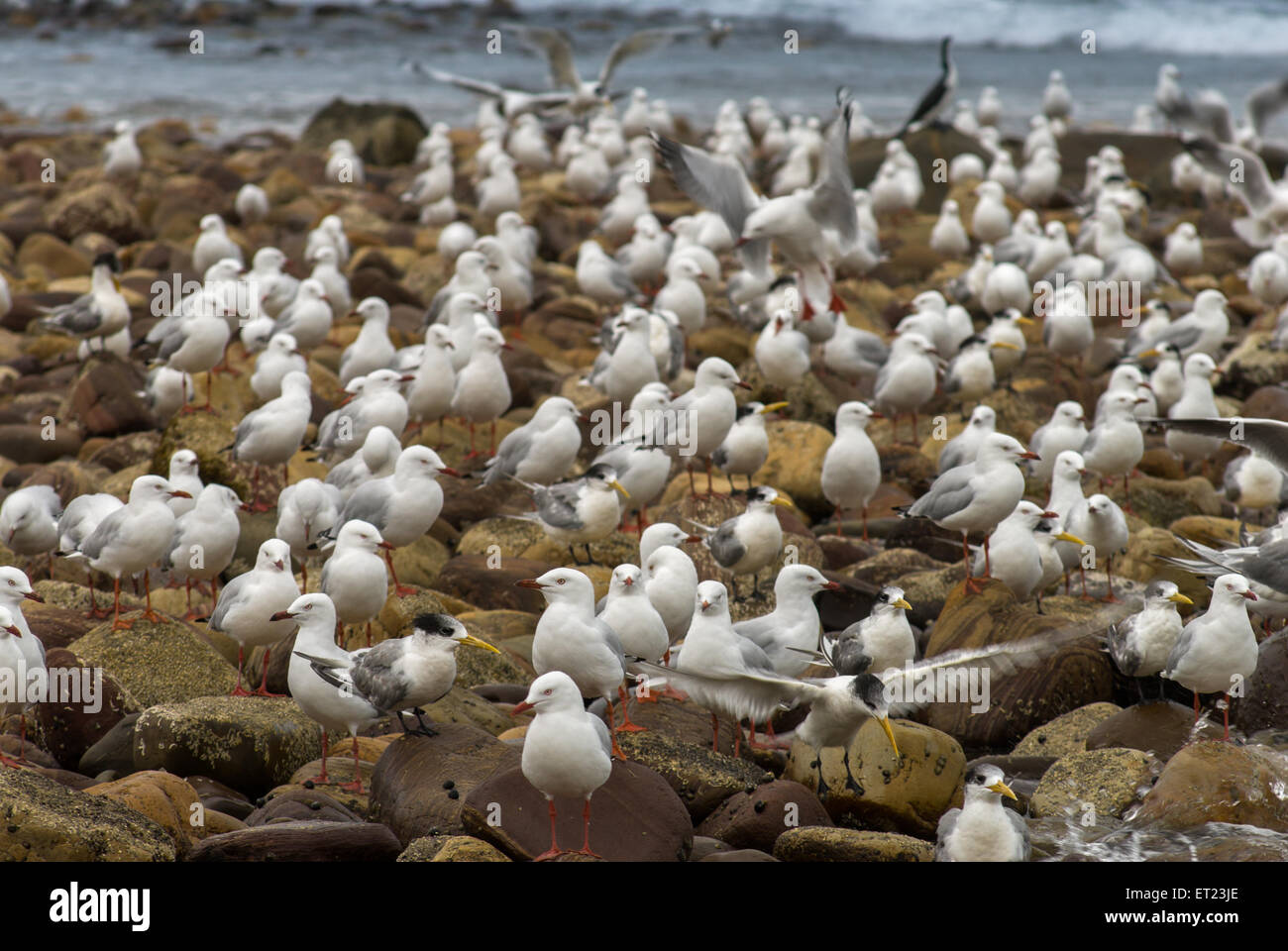 Seabirds on Hallet Cove beach, Adelaide, SA, Australia Stock Photo - Alamy