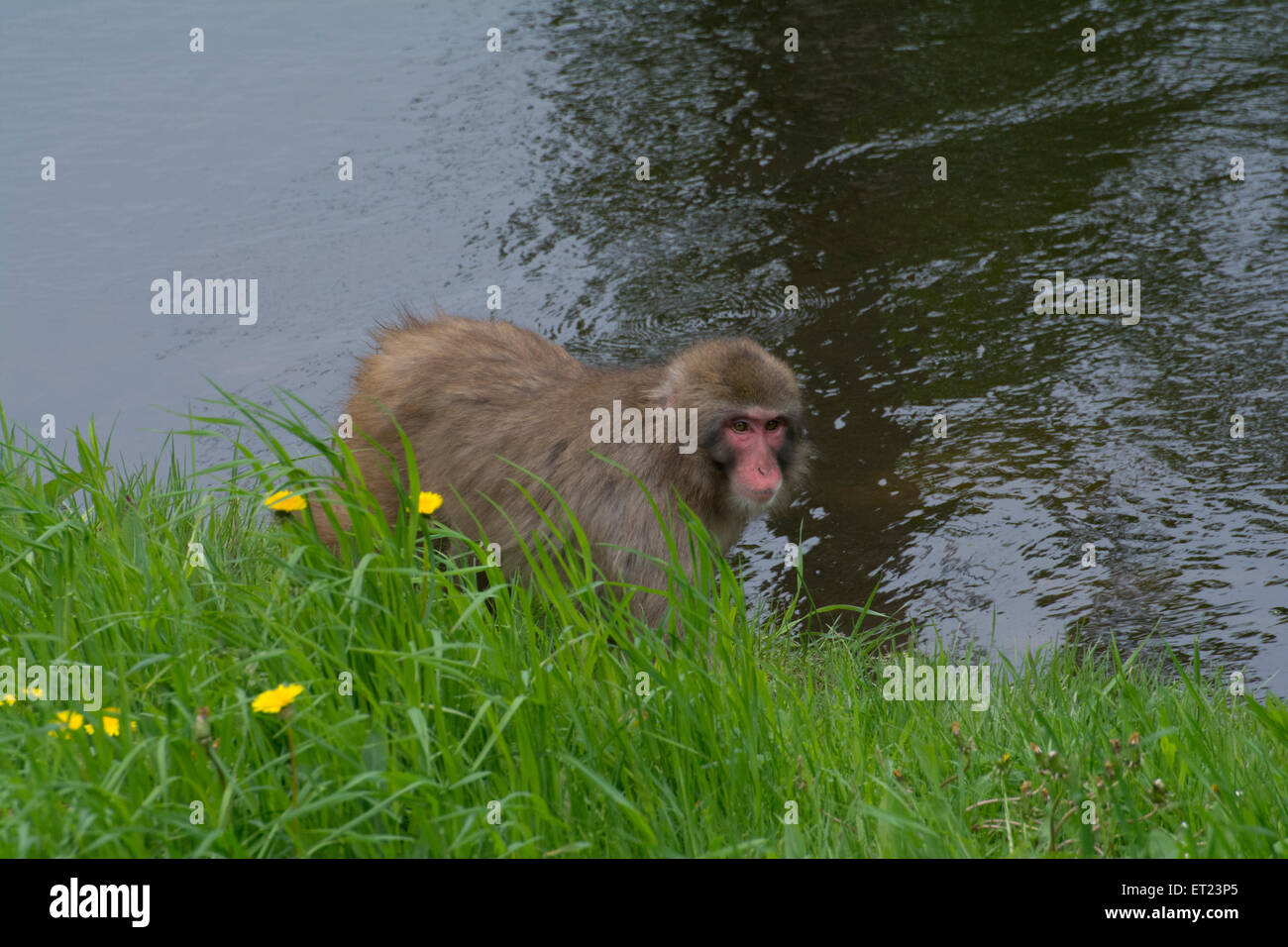 A Japanese Macaque by the water Stock Photo - Alamy
