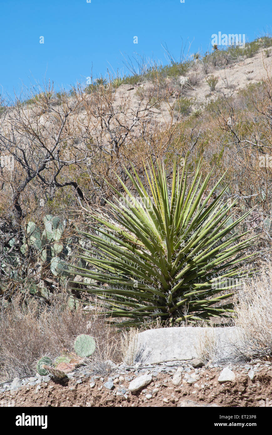 Very few plants grow in the harsh climate of southern New Mexico Stock ...