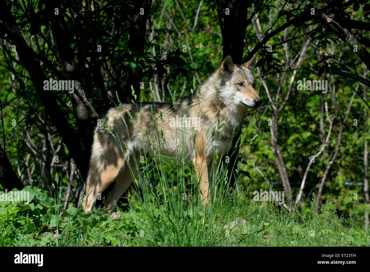 A Timber Wolf Stock Photo - Alamy