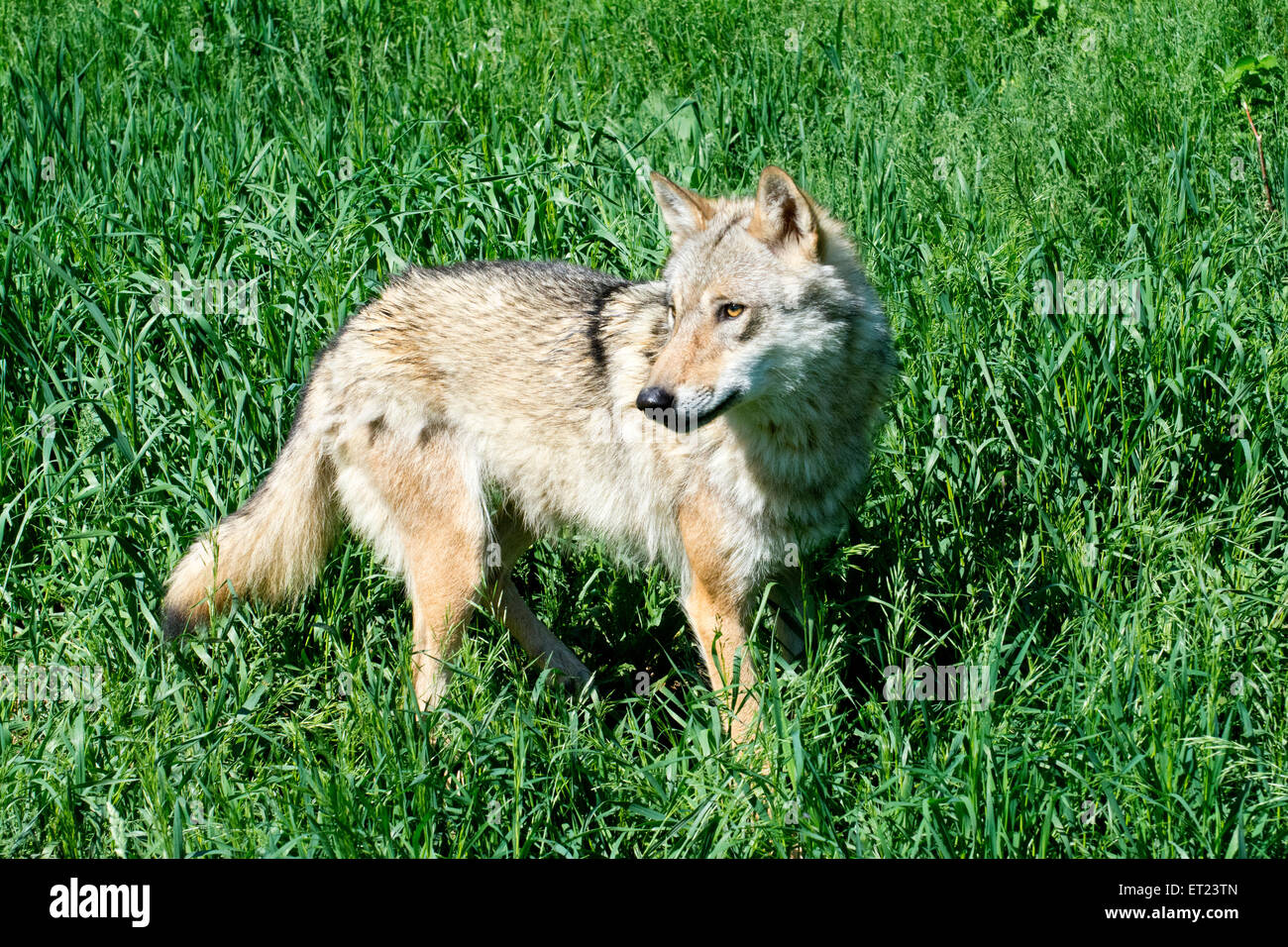A Timber Wolf Stock Photo - Alamy