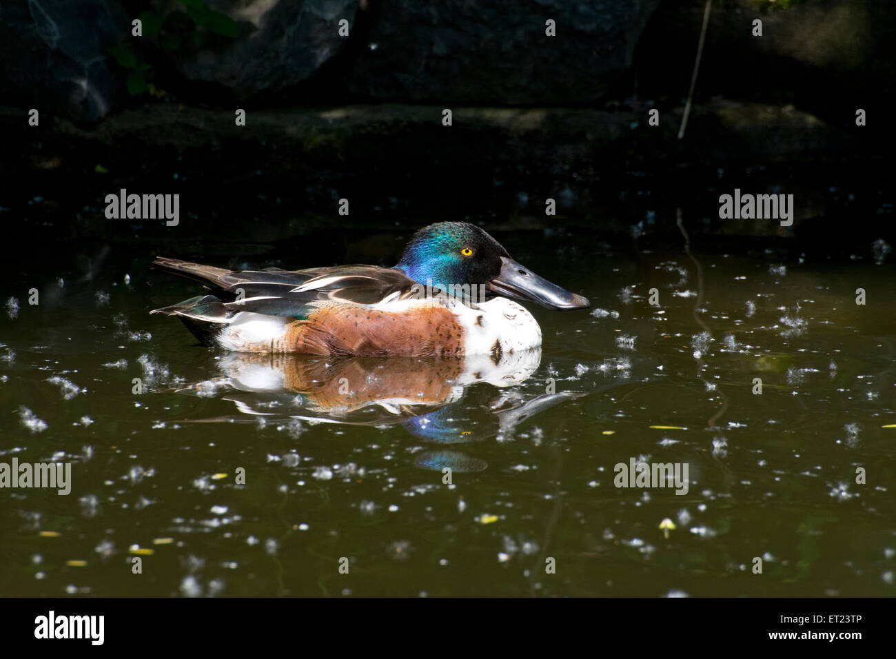 A male Northern Shoveler Duck Stock Photo - Alamy