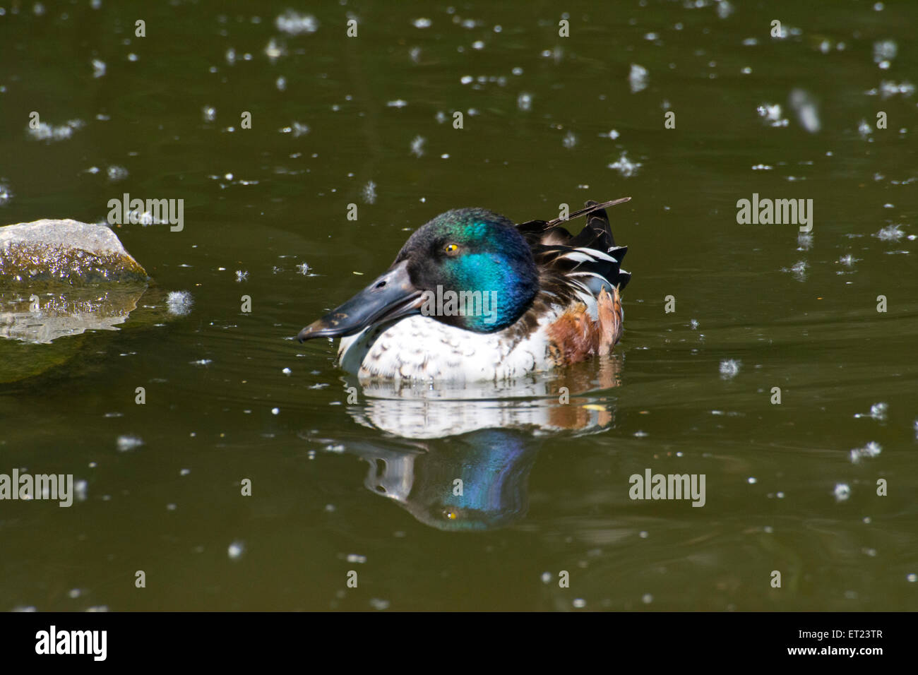 A male Northern Shoveler Duck Stock Photo - Alamy