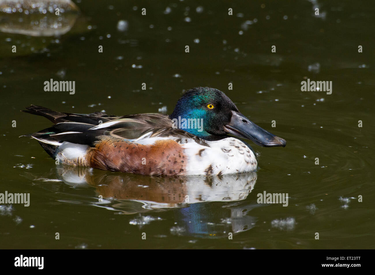 A male Northern Shoveler Duck Stock Photo - Alamy