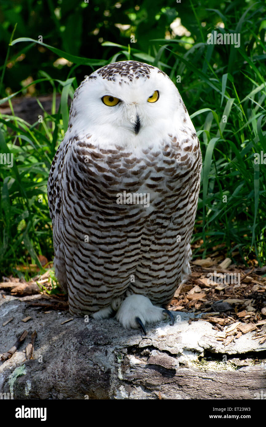 A female Snowy Owl Stock Photo - Alamy