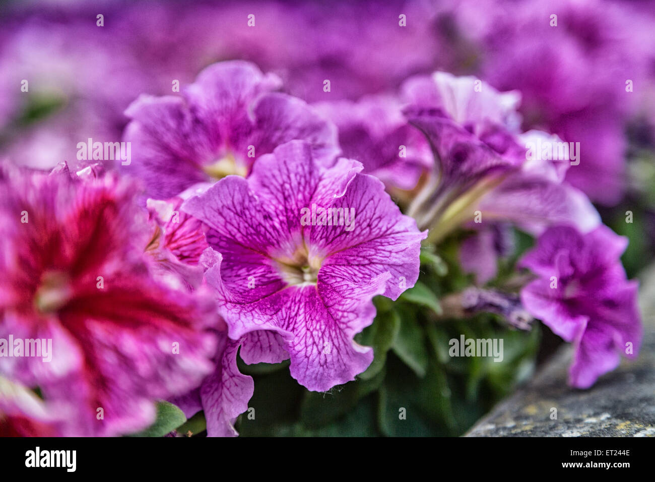 Lillac flowers hi-res stock photography and images - Alamy