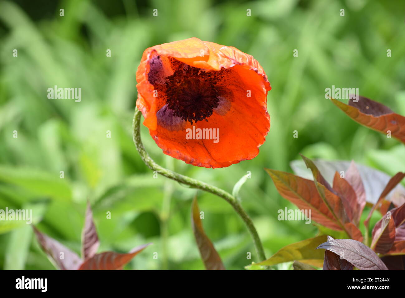 Orange poppy hi-res stock photography and images - Alamy