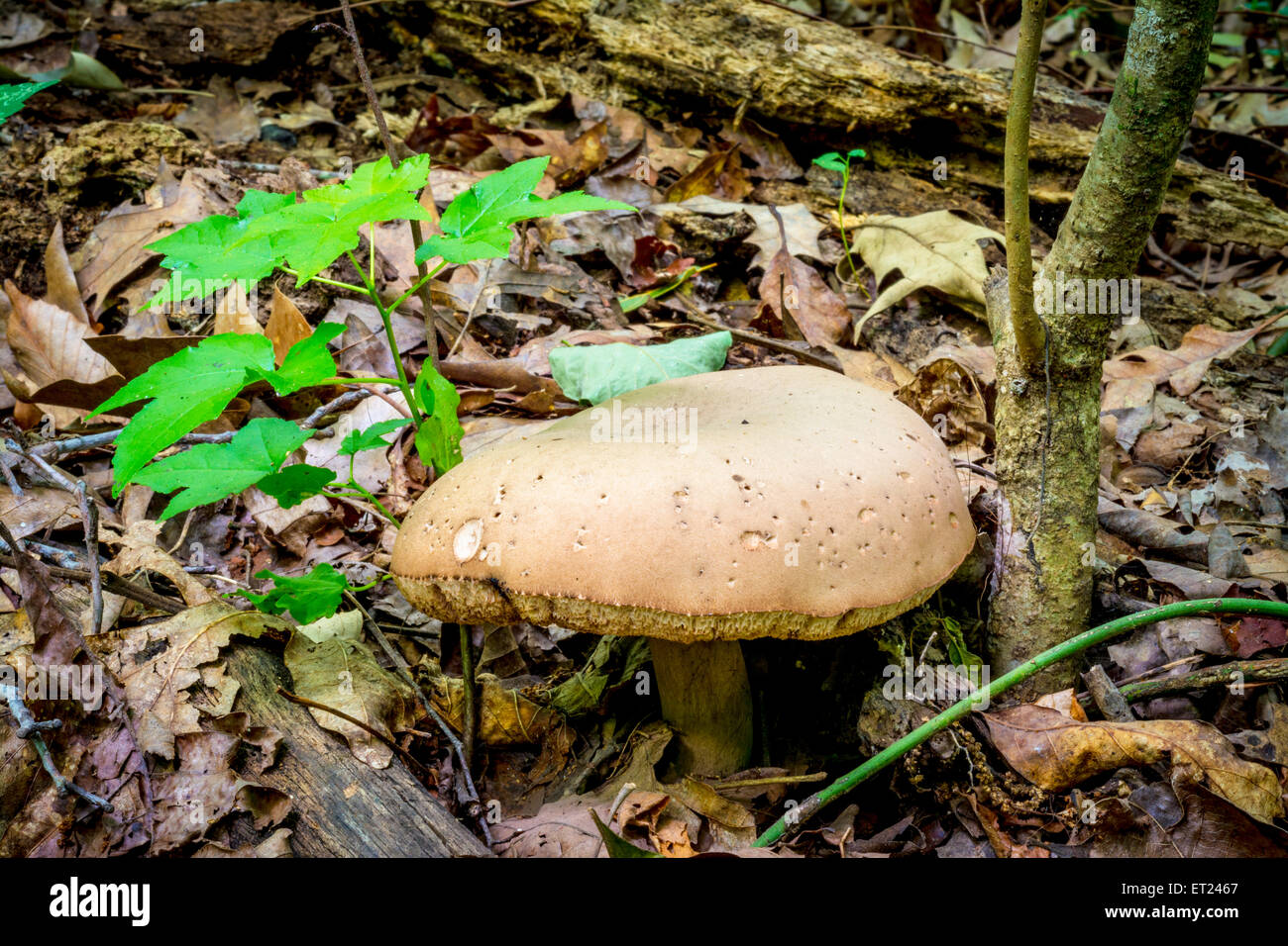 Tan mushroom on a forest floor Stock Photo - Alamy