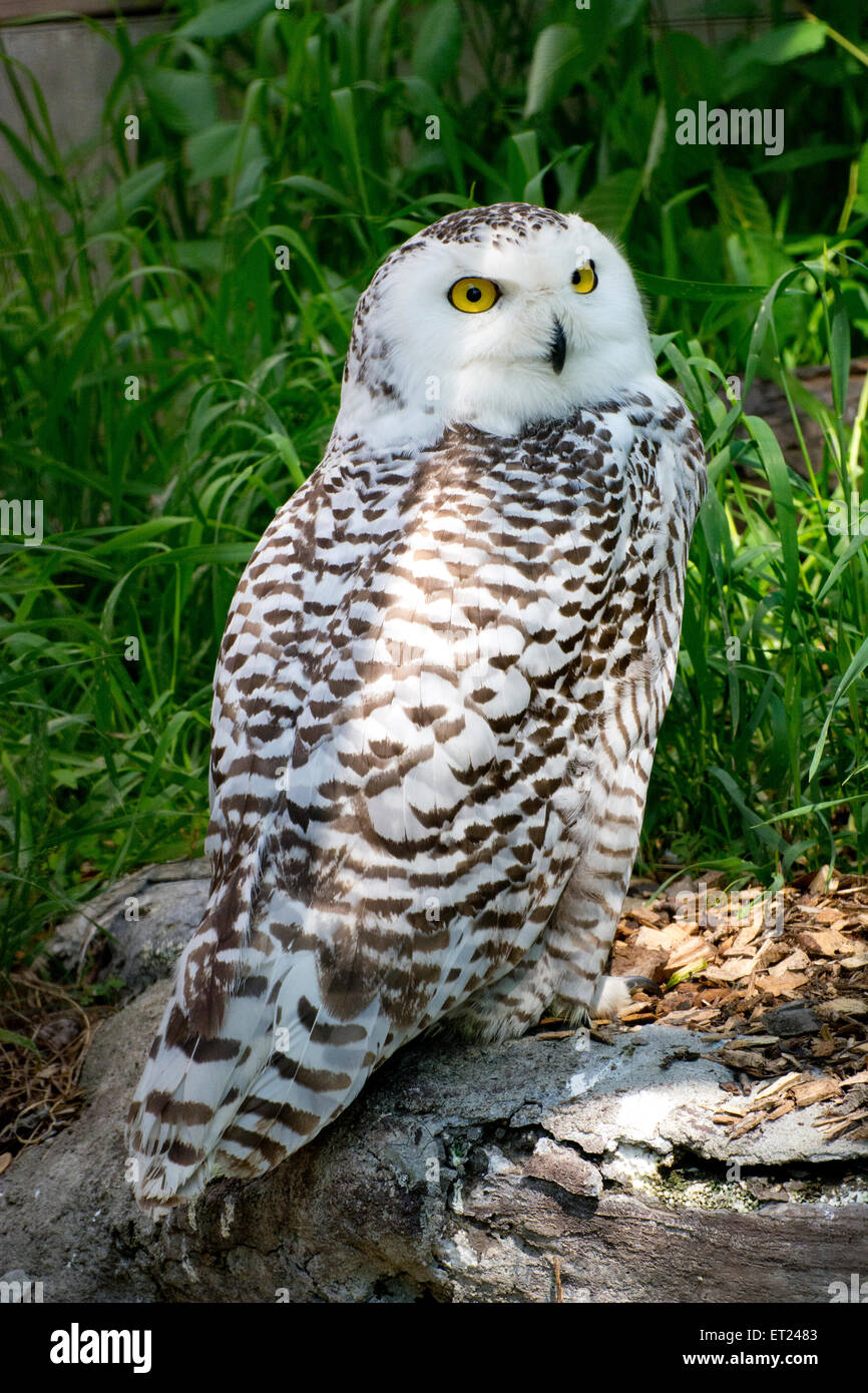 A female Snowy Owl Stock Photo - Alamy