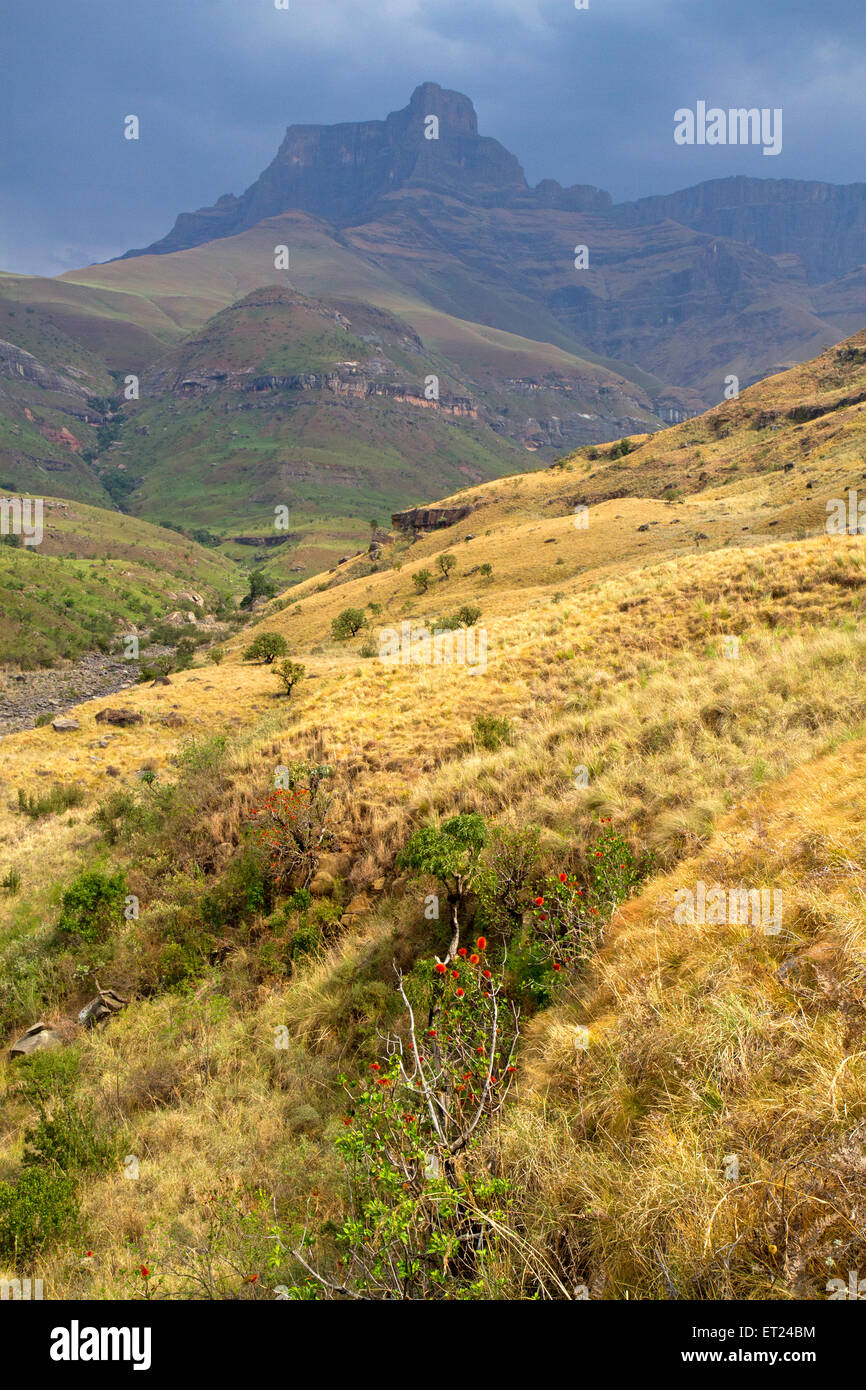 View of the Drakensberg Mountains from the trail into the Amphitheatre ...