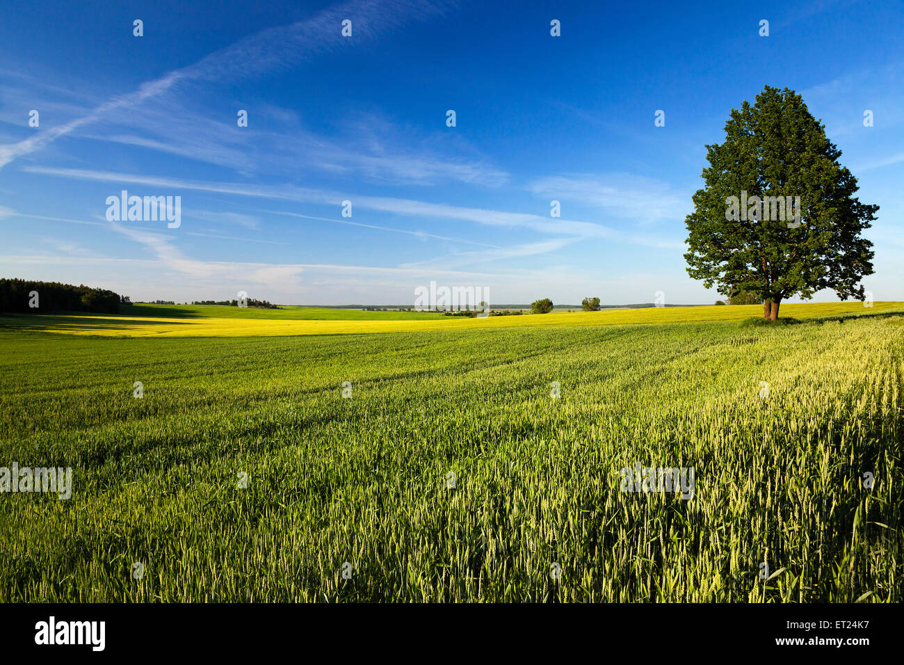 lonely tree in a field Stock Photo - Alamy