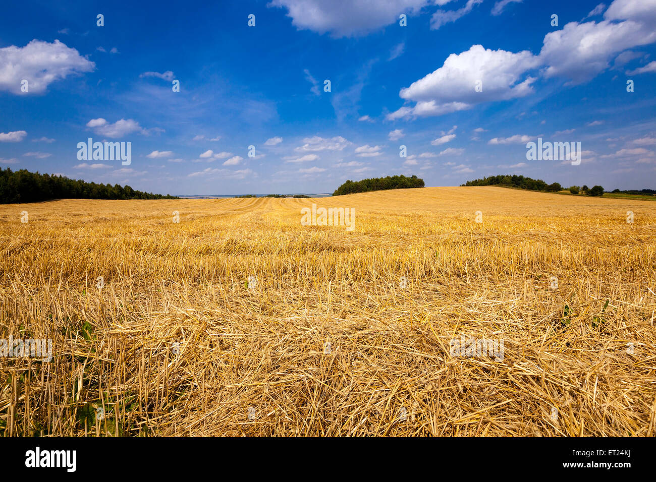Grains landscape color farm farming field grain wheat hi-res stock ...