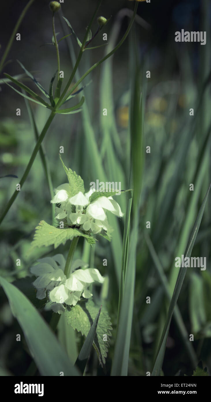 Nettle blooming at spring Stock Photo - Alamy