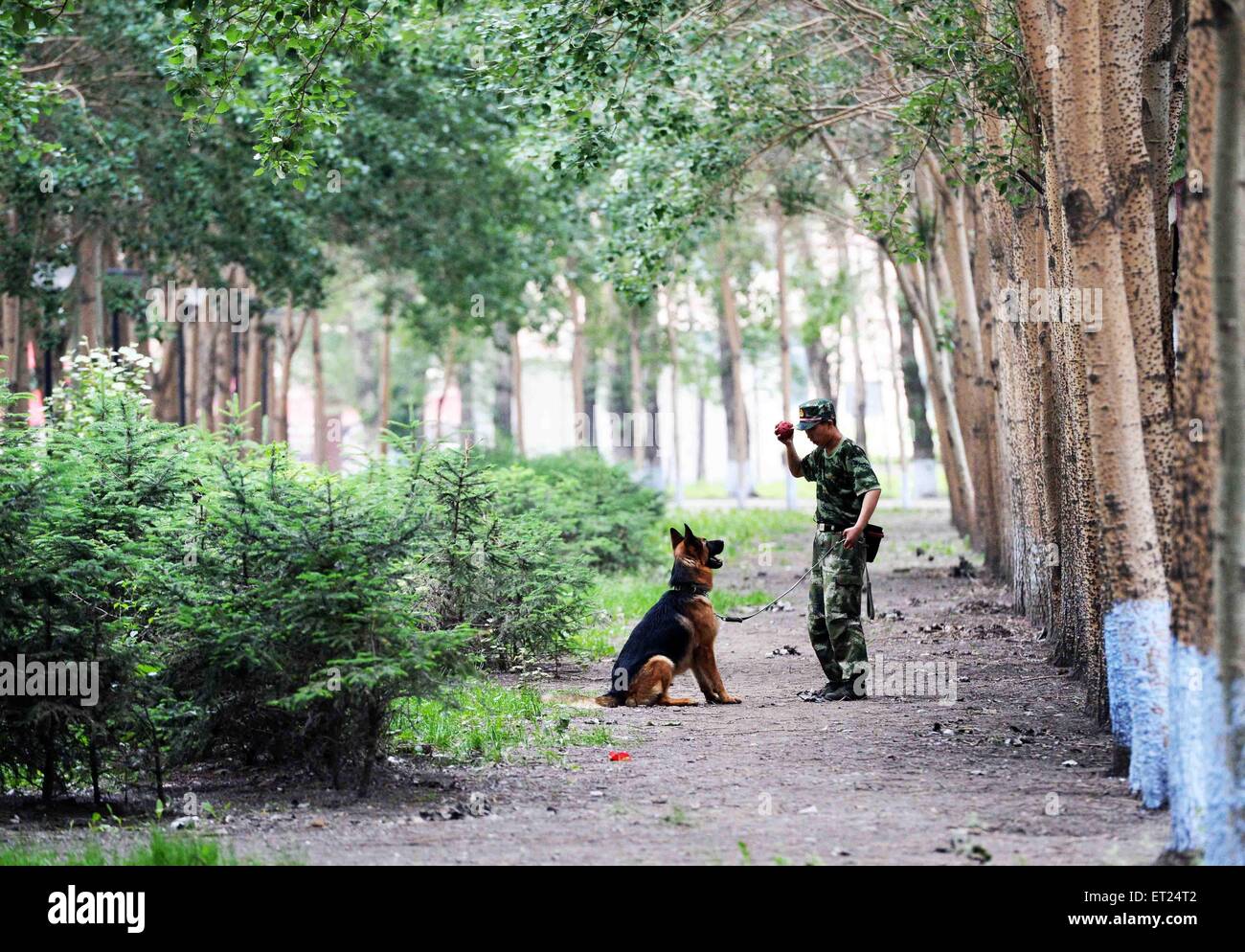 Harbin, China's Heilongjiang Province. 10th June, 2015. A handler ...