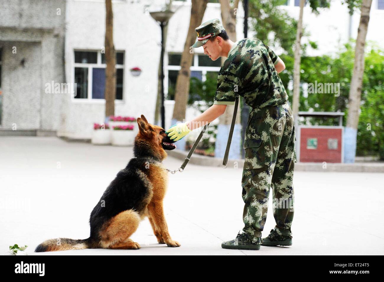 Harbin, China's Heilongjiang Province. 10th June, 2015. A handler ...