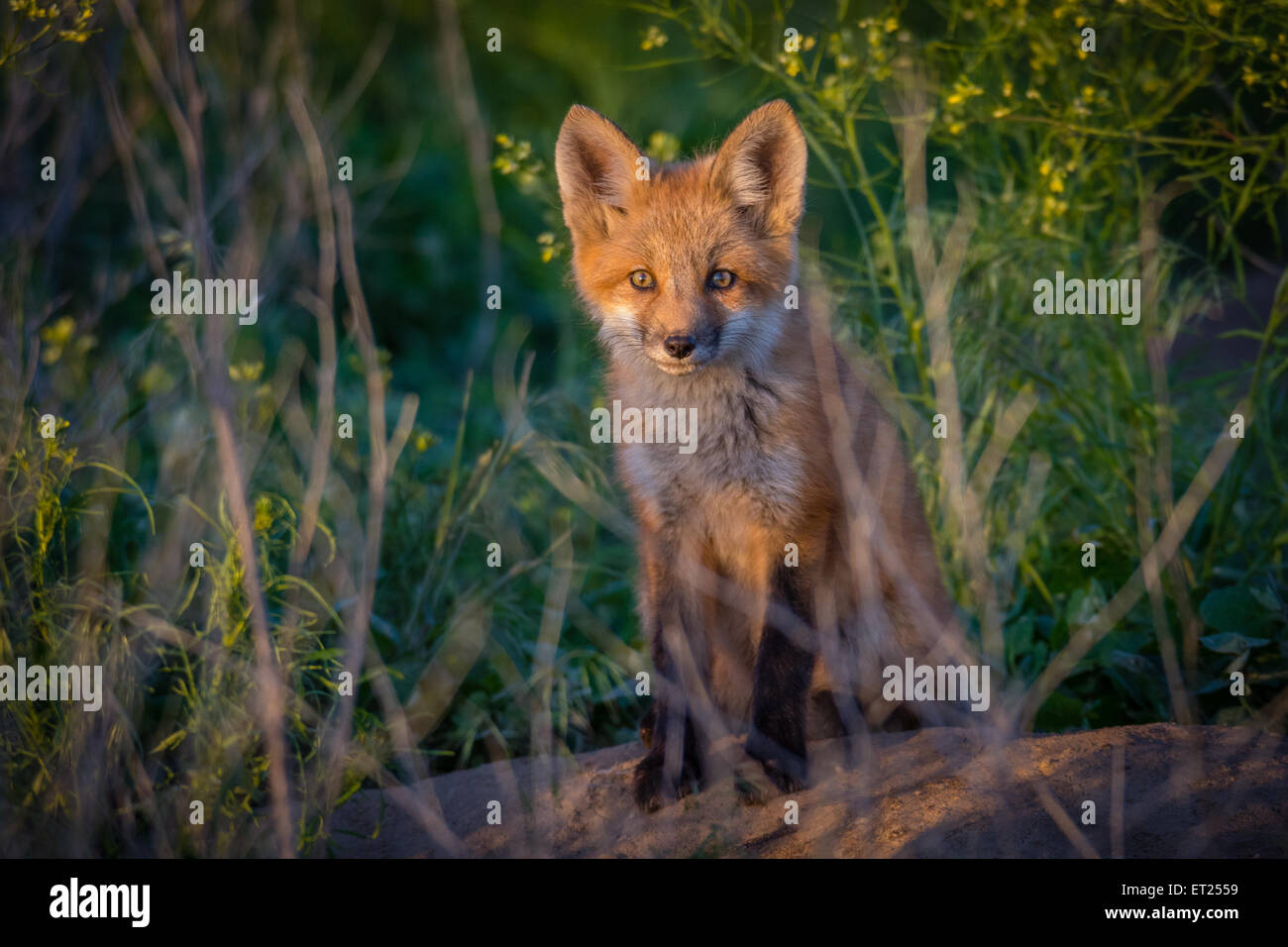 Red Fox Kit in Sunset Light behind grass Stock Photo - Alamy