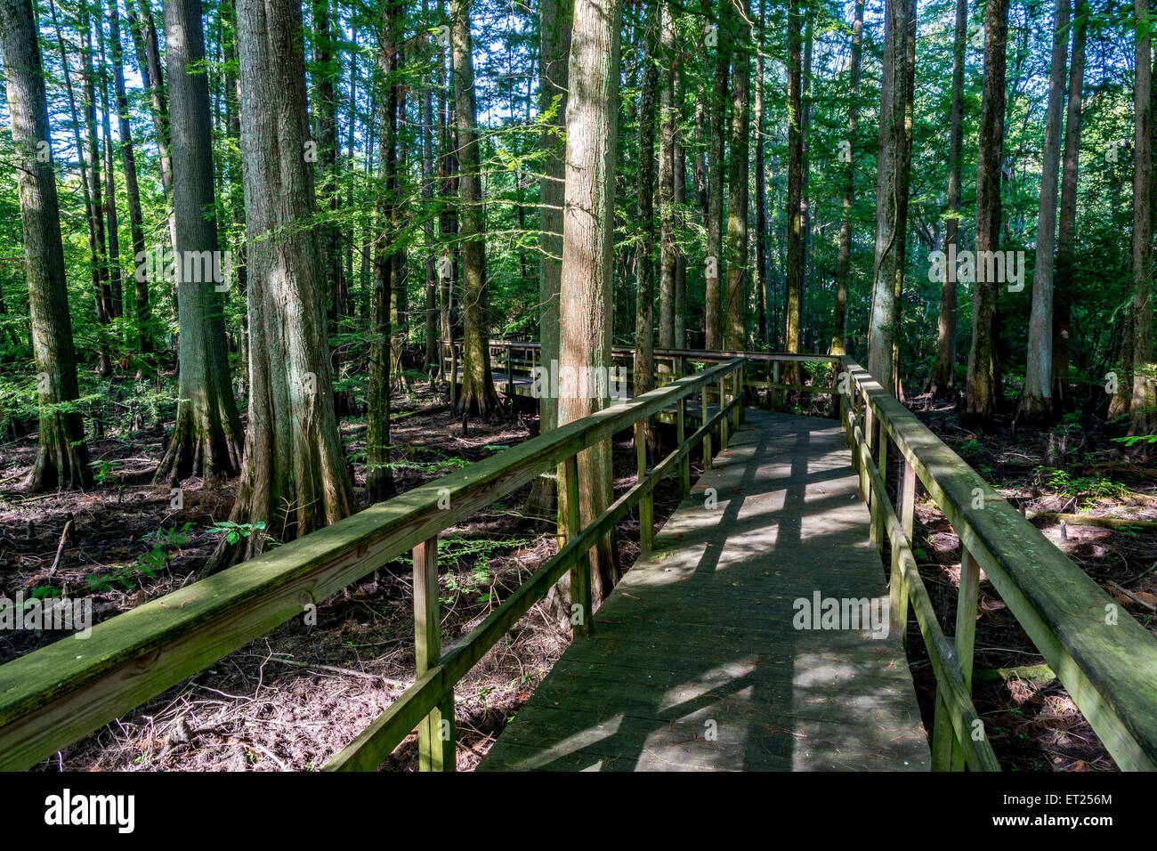 Walkway Through Swamp Stock Photos & Walkway Through Swamp Stock Images ...