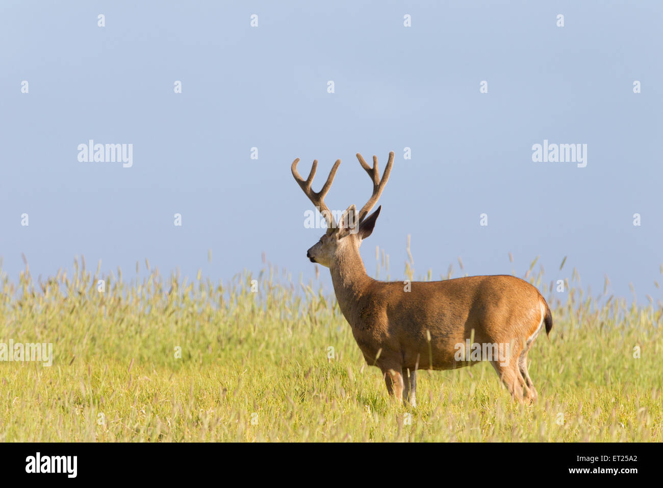 Black tailed deer buck standing in grass hi-res stock photography and images - Alamy
