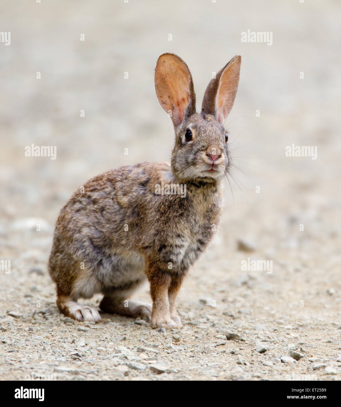 Cottontail rabbit hi-res stock photography and images - Alamy