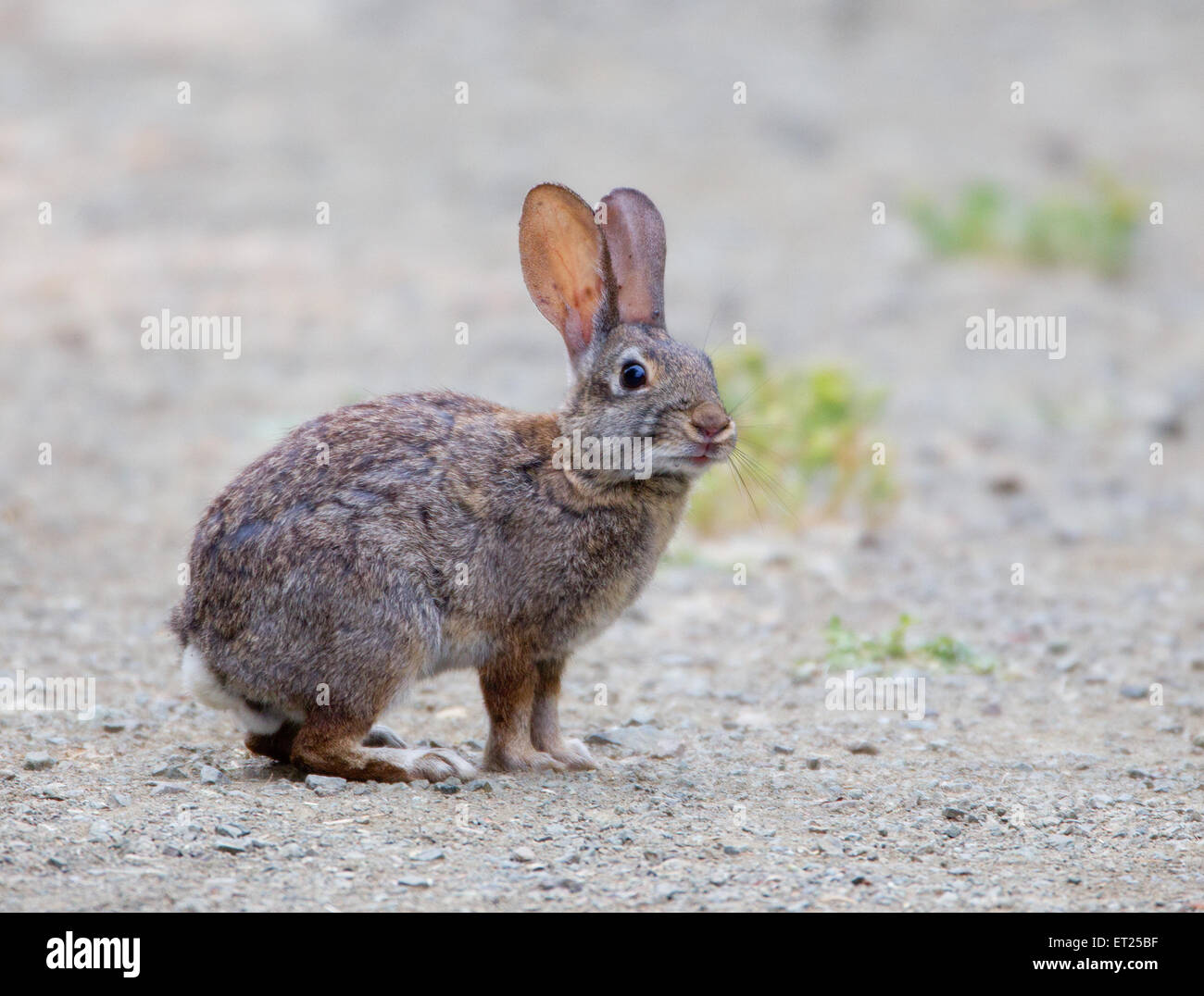 Cottontail rabbit hi-res stock photography and images - Alamy