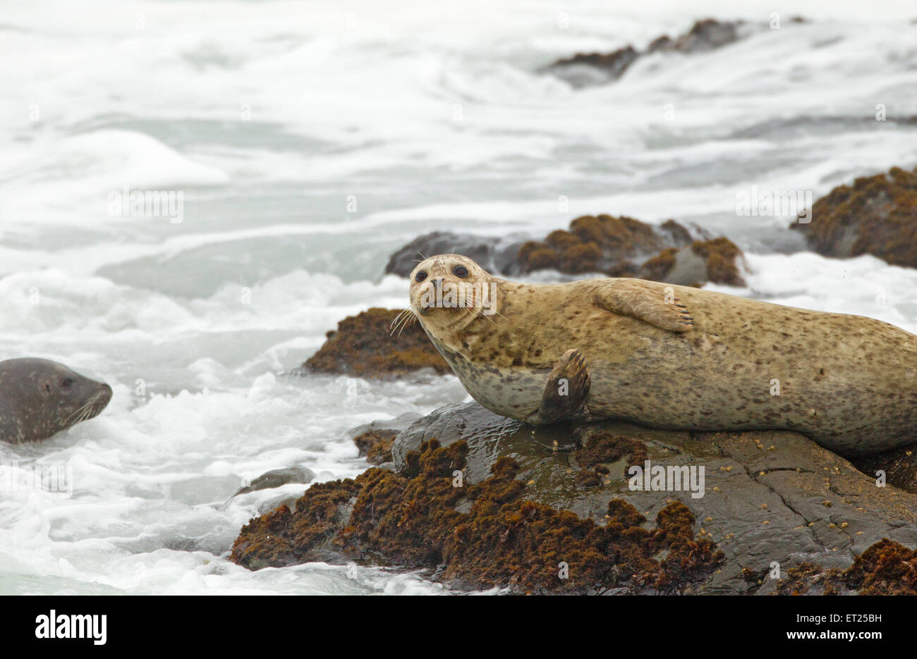 Harbor Seal hauled out on rock looking at camera Stock Photo - Alamy