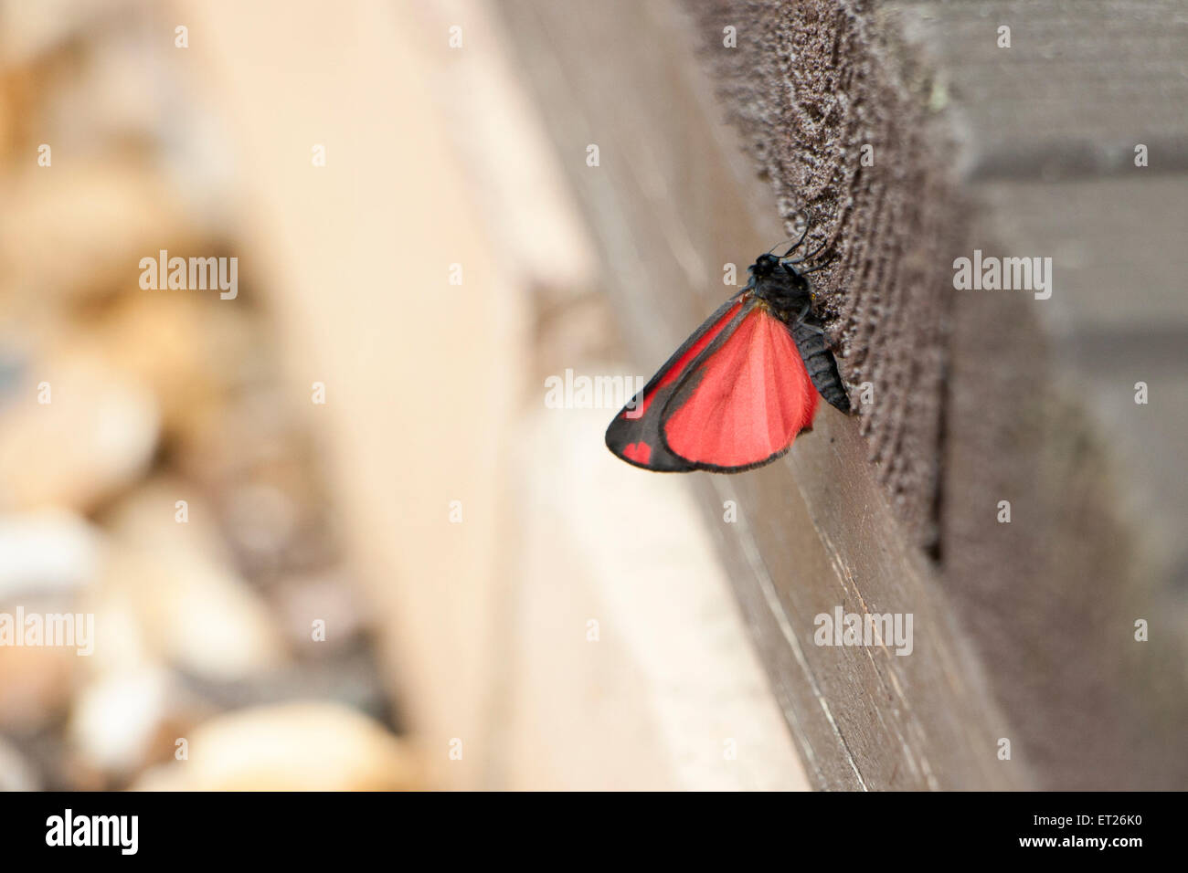 Sun moth hi-res stock photography and images - Alamy