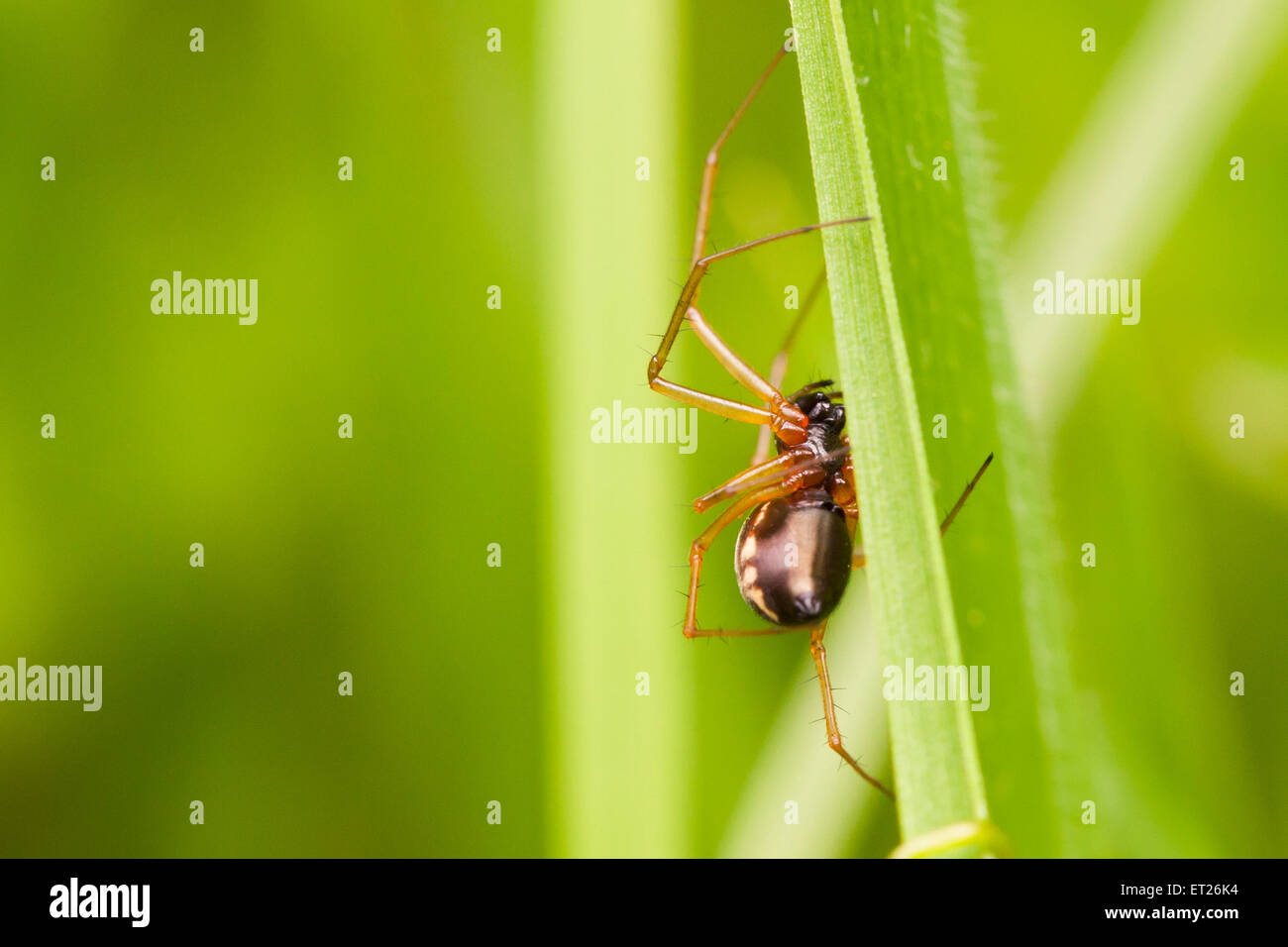 Sheet web spider hi-res stock photography and images - Alamy