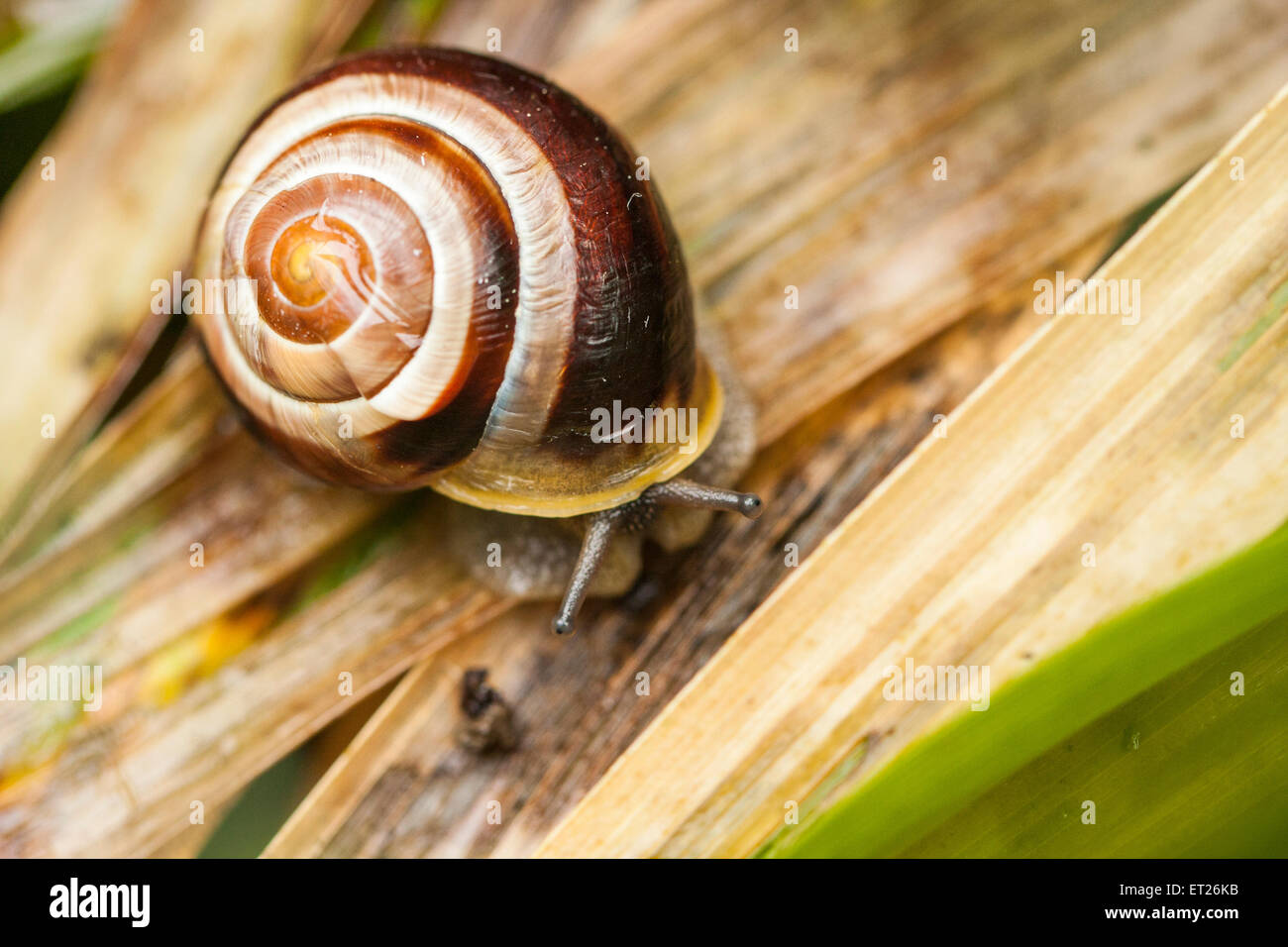 Minibeasts hi-res stock photography and images - Alamy