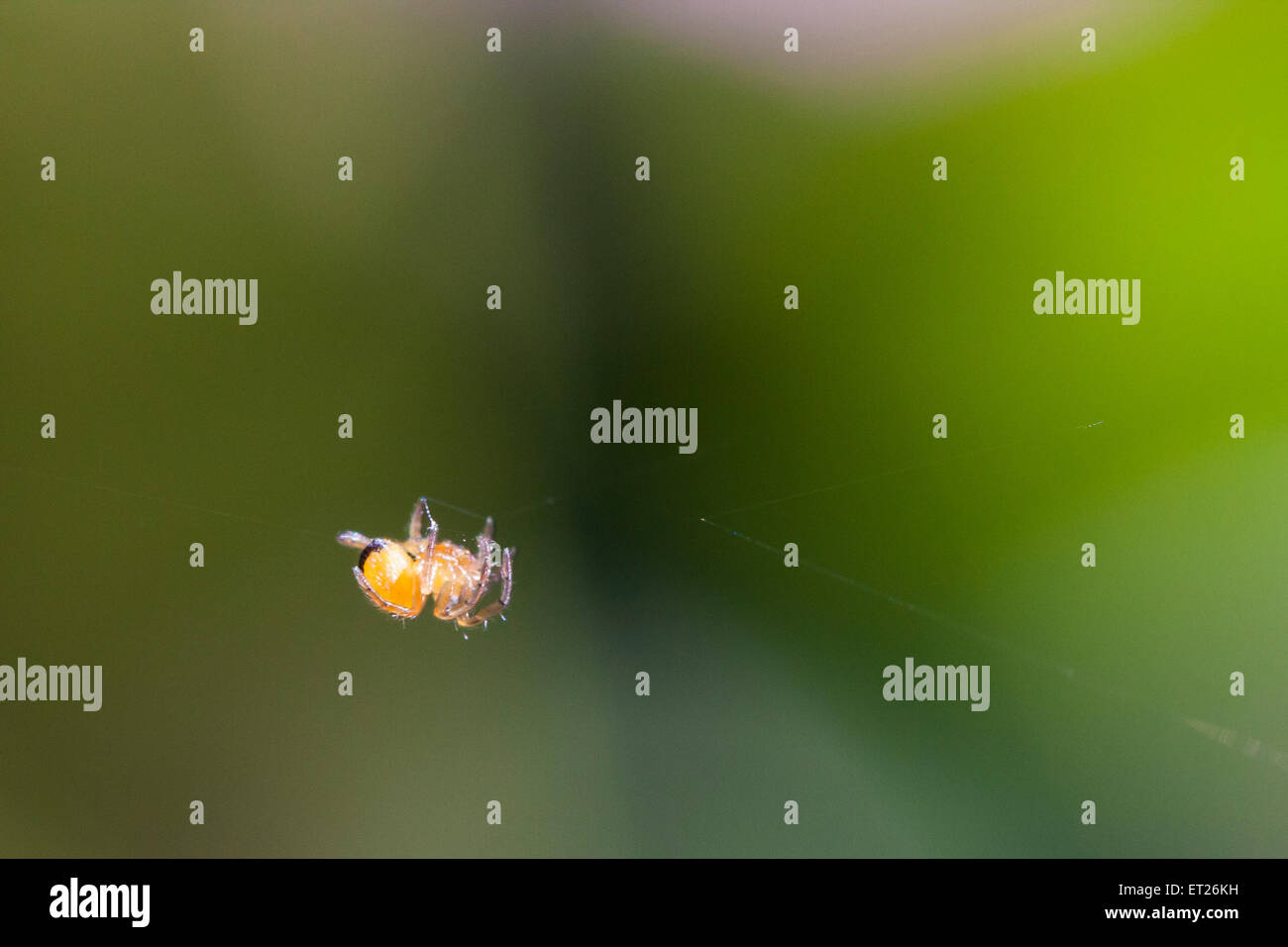 Juvenile garden spider hi-res stock photography and images - Alamy