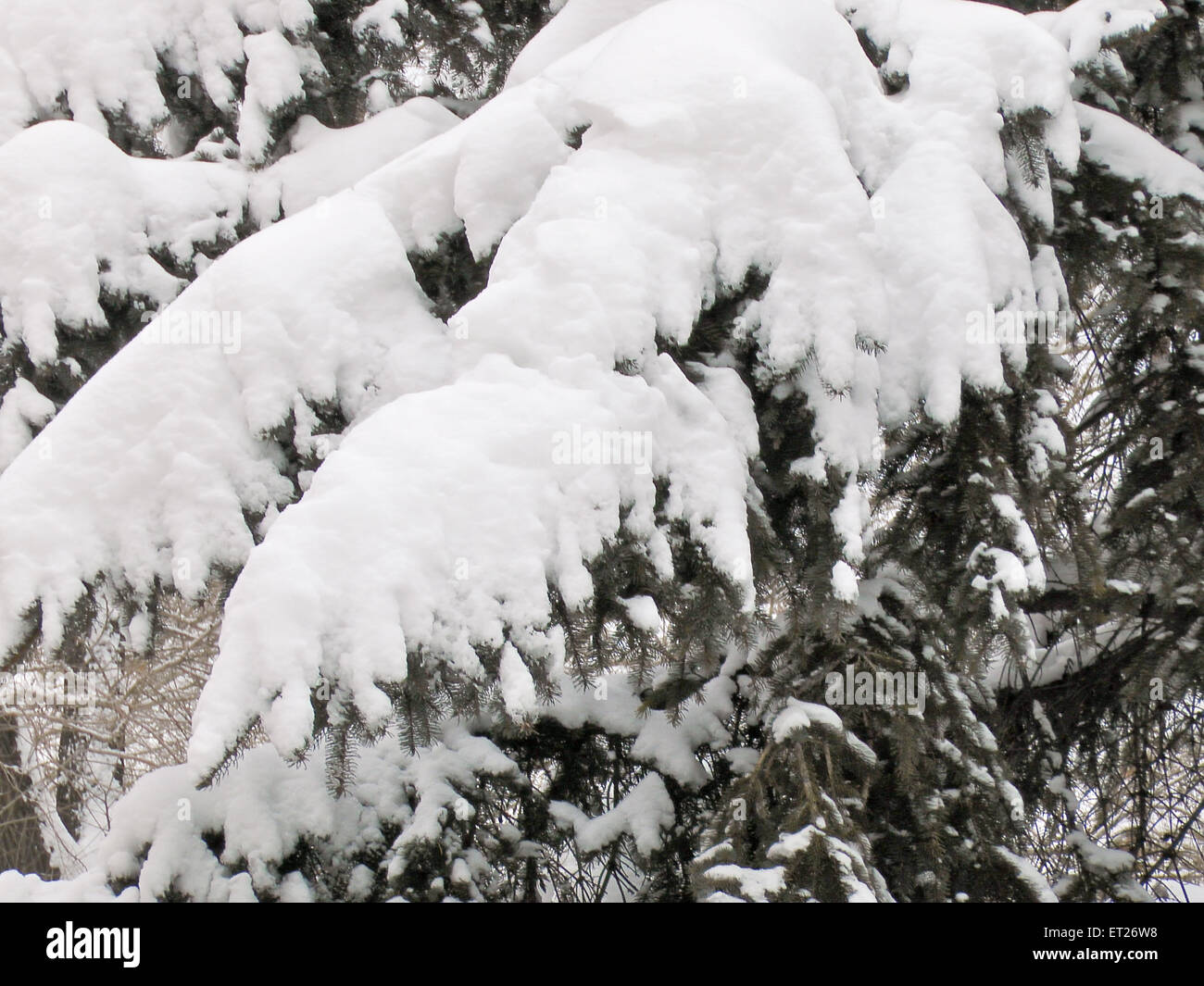 snow on the branches of spruce Stock Photo - Alamy
