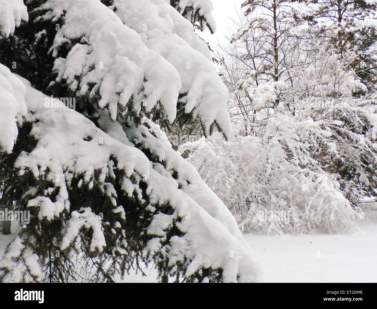 snow on the branches of spruce Stock Photo - Alamy