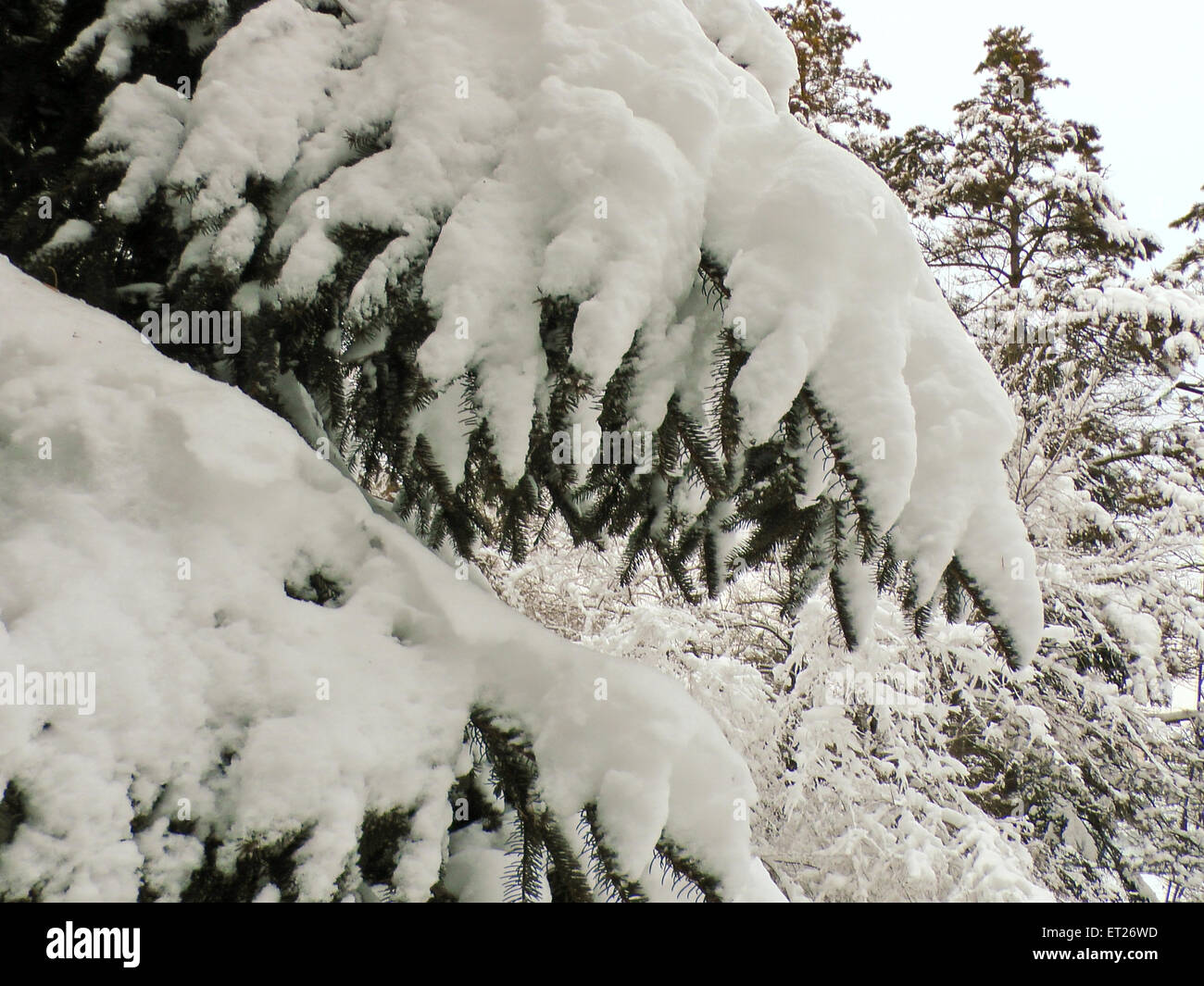 snow on the branches of spruce Stock Photo - Alamy