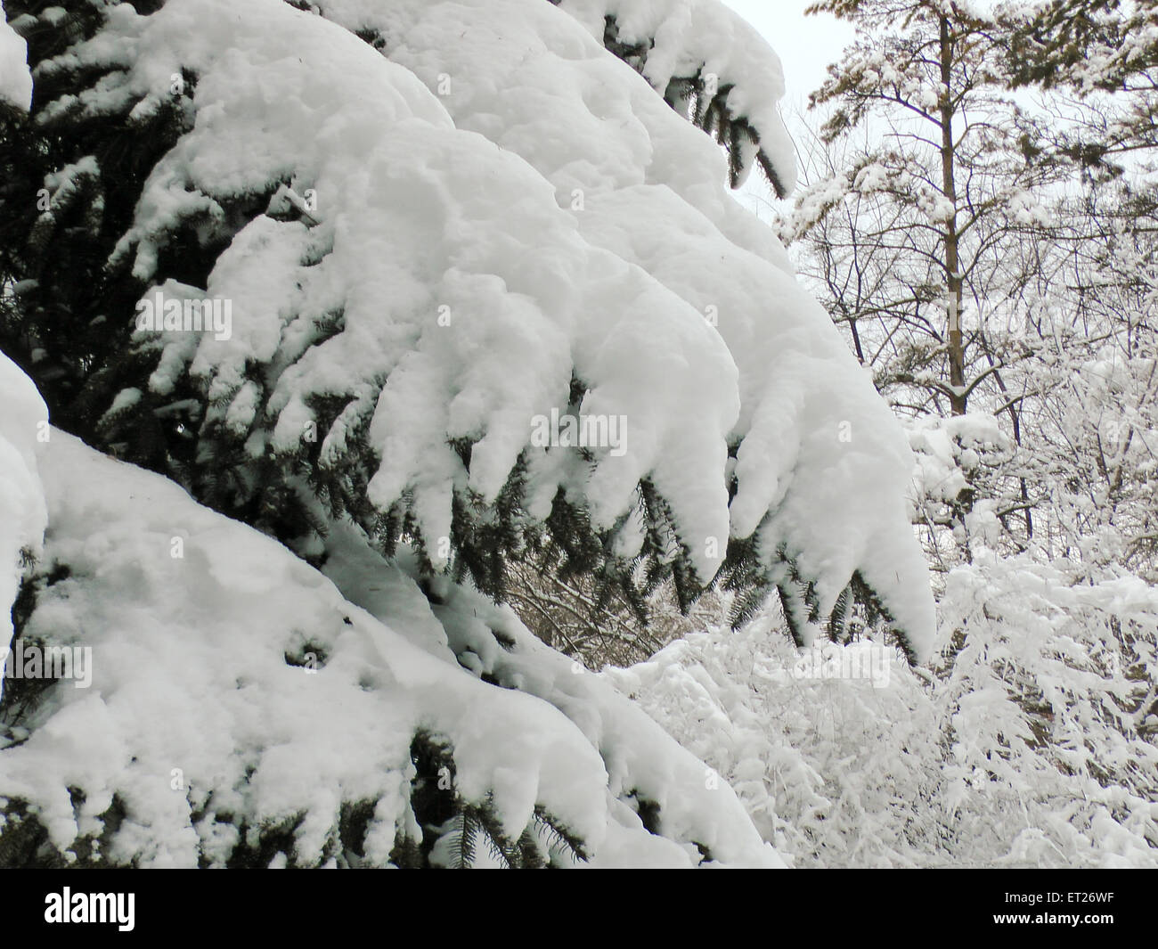 snow on the branches of spruce Stock Photo - Alamy