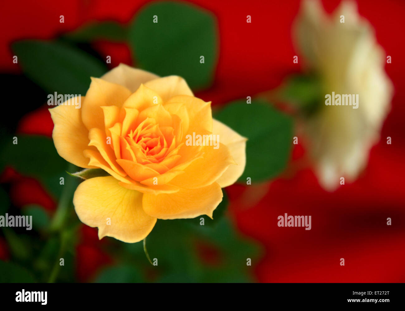 Delicate buds of beautiful flowers of love - roses Stock Photo - Alamy