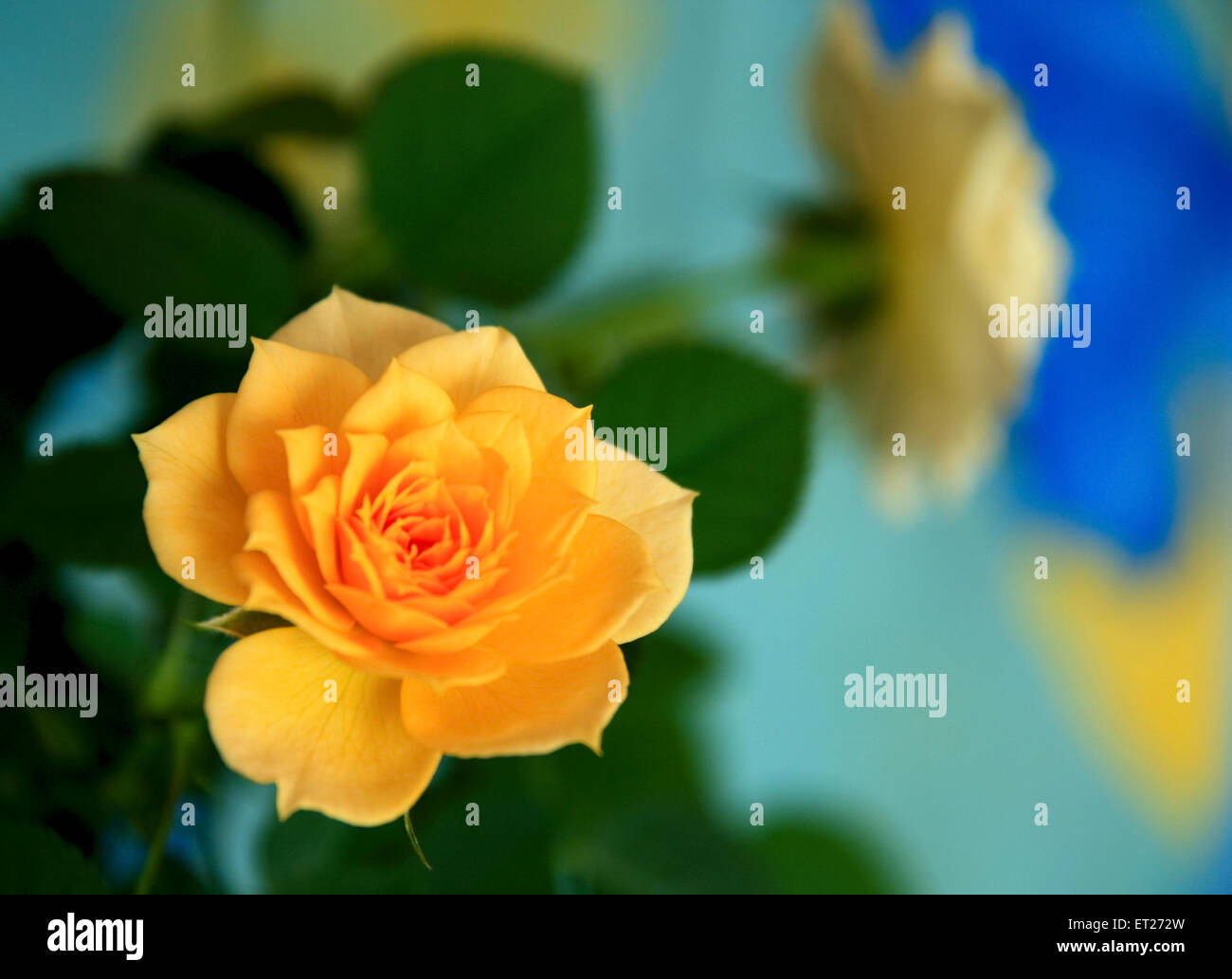 Delicate buds of beautiful flowers of love - roses Stock Photo - Alamy