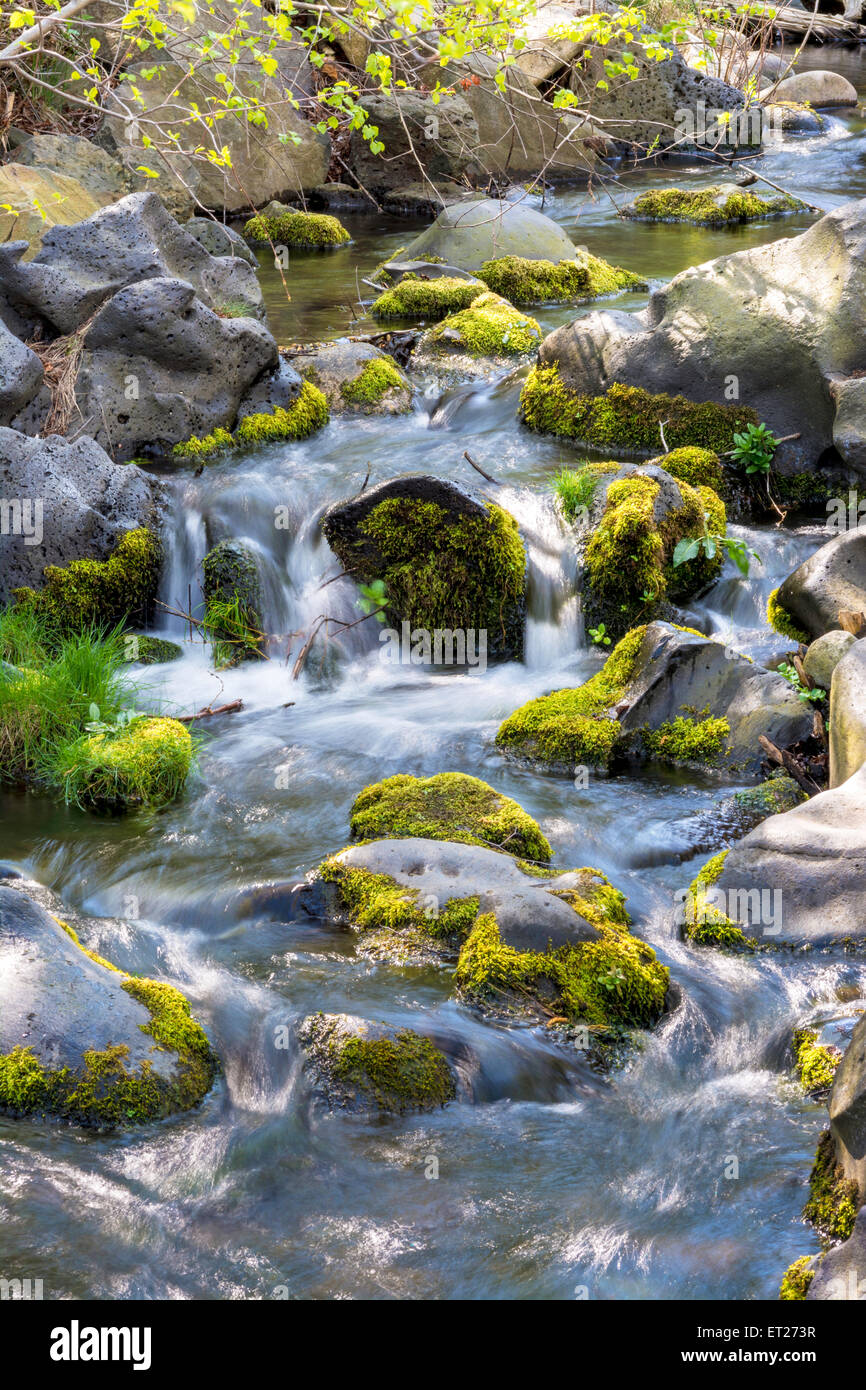 Spring runoff creek in nature Stock Photo - Alamy