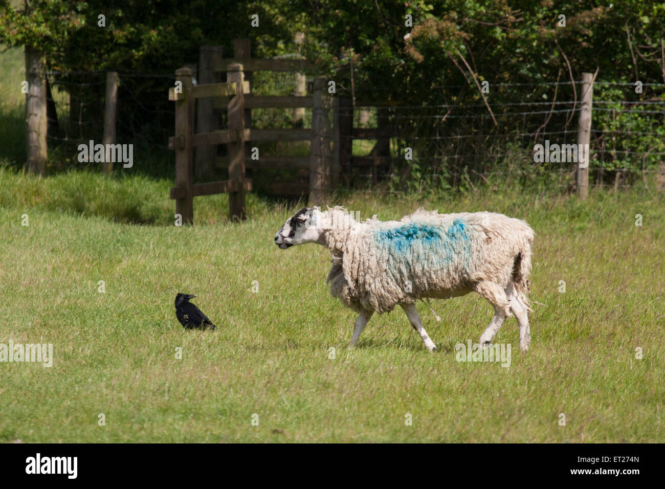 One of the sheep in a neighbouring field, accompanied by a crow Stock ...