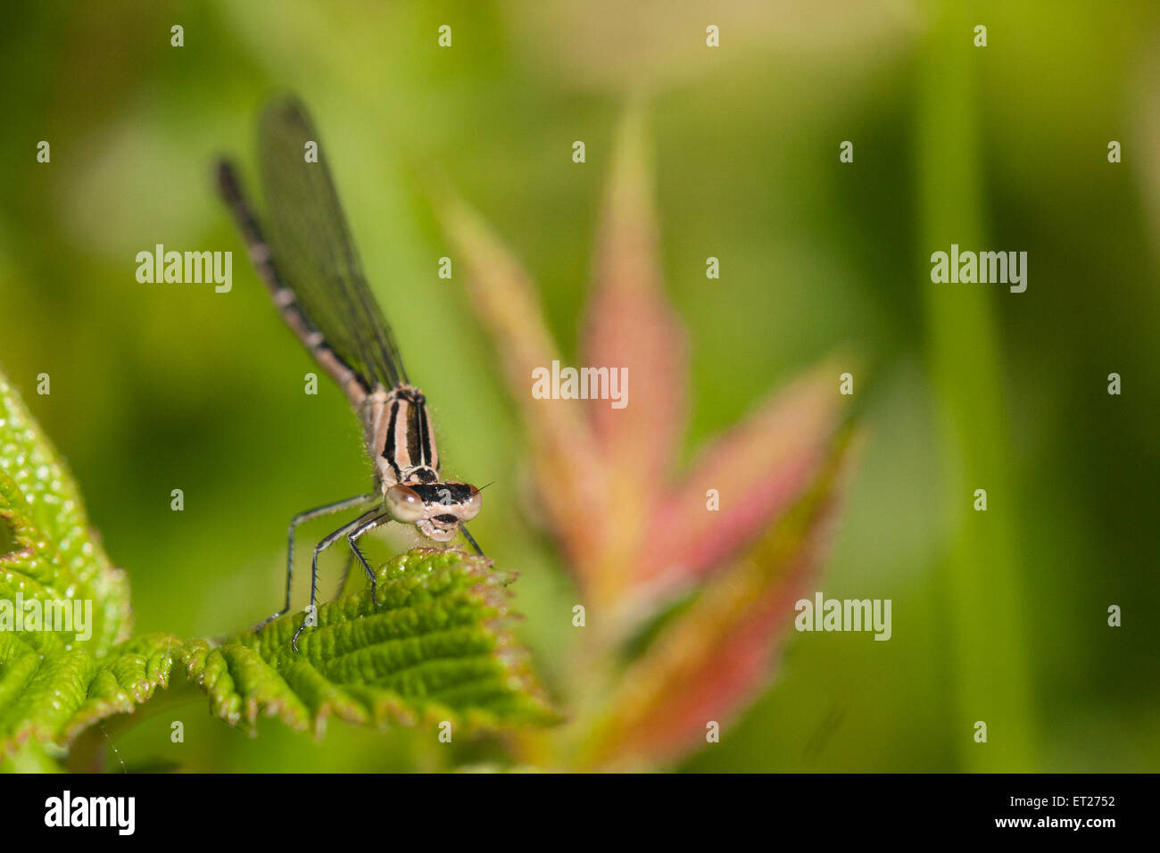 This is a female Common Blue Damselfly (enallagma cyathigerum). The ...