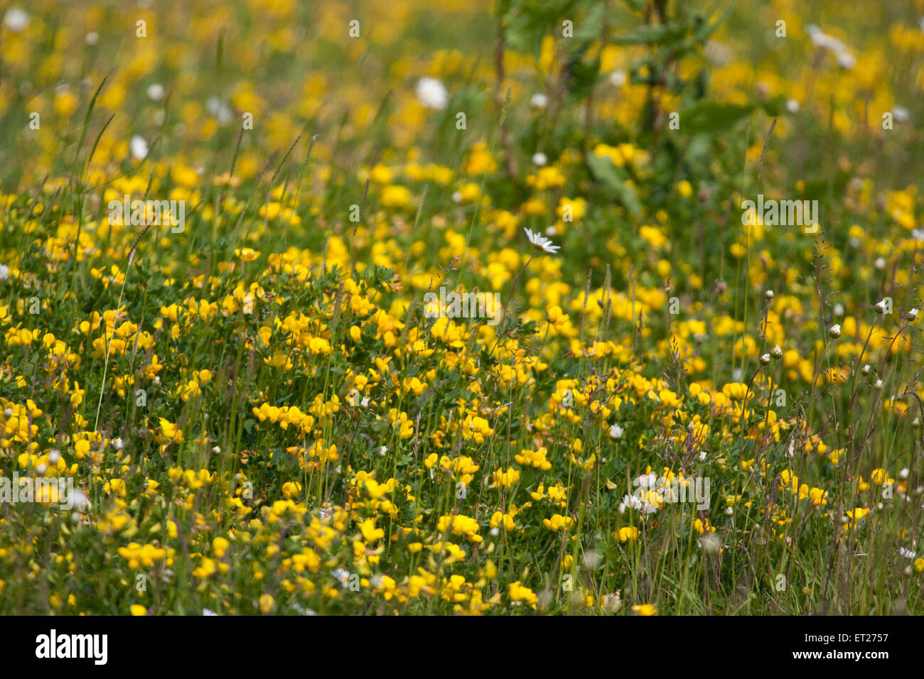 A lovely carpet of bright yellow Bird's-foot Trefoil wildflowers Stock ...
