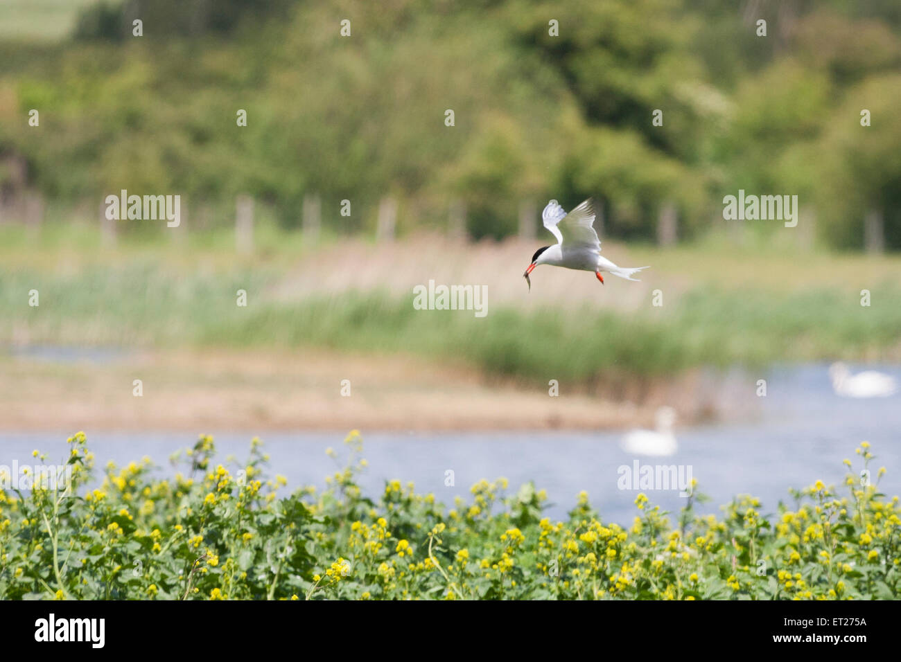 A Common Tern with a small fish, returning to a nest on one of the ...