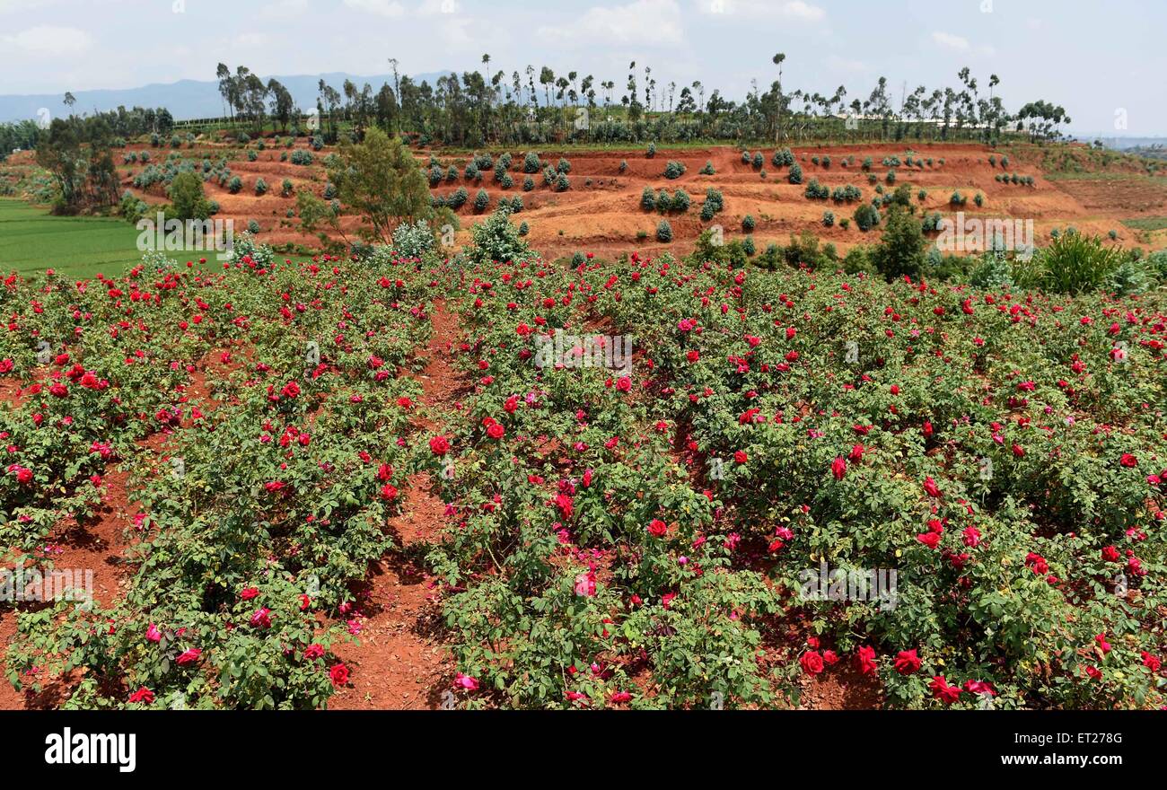 Kunming. 9th June, 2015. Photo taken on June 9, 2015 shows a rose farm ...