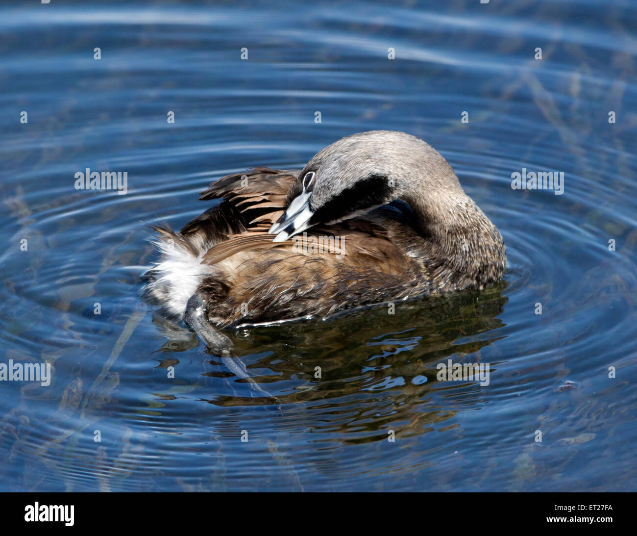 Grebe preening hi-res stock photography and images - Alamy