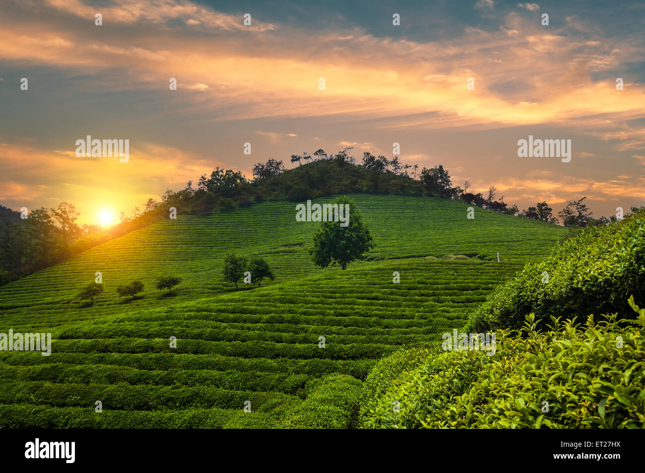 The Boseong tea fields of South Korea at sunset Stock Photo - Alamy