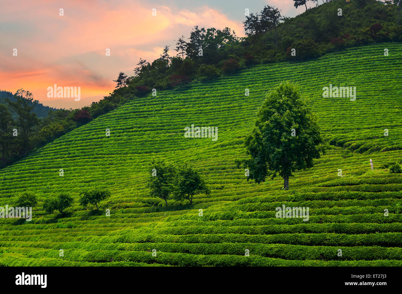 The Boseong tea fields of South Korea at sunset Stock Photo - Alamy