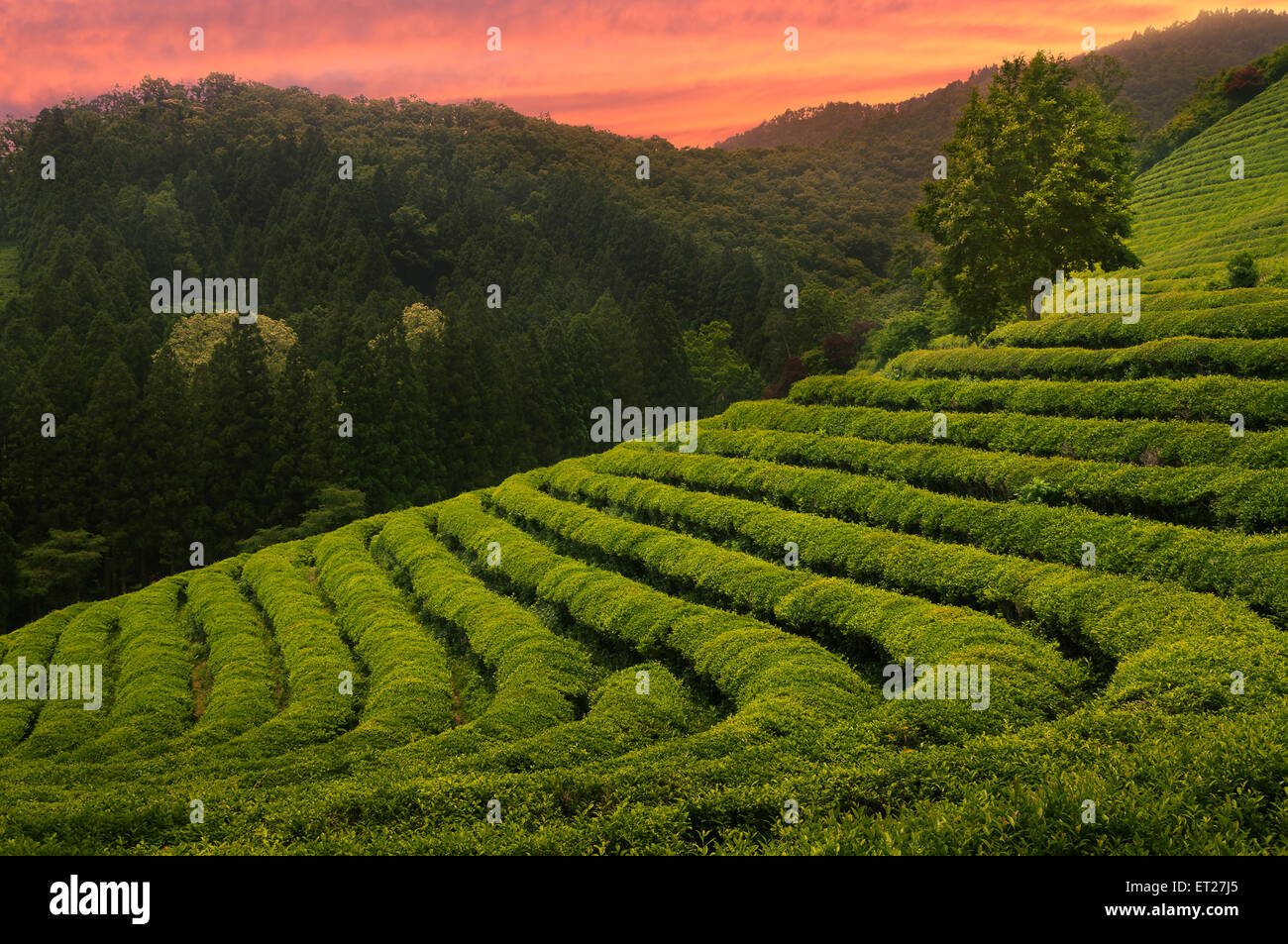 The Boseong tea fields of South Korea at sunset Stock Photo - Alamy