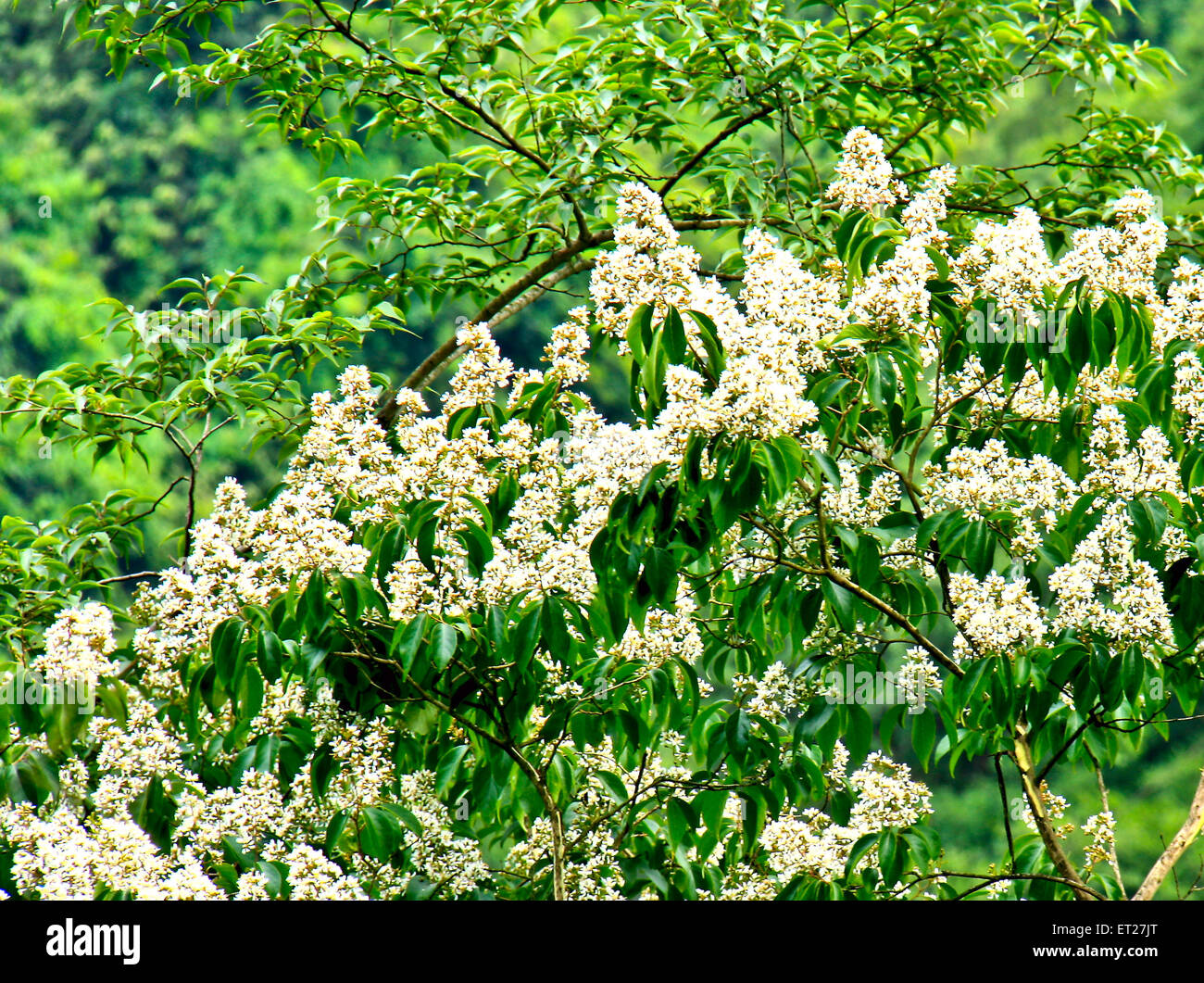 inflorescence dense and abundant tree Stock Photo - Alamy